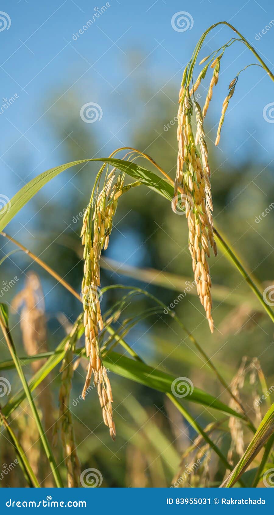Spikelet of Rice in the Field Stock Image - Image of plant, garden ...