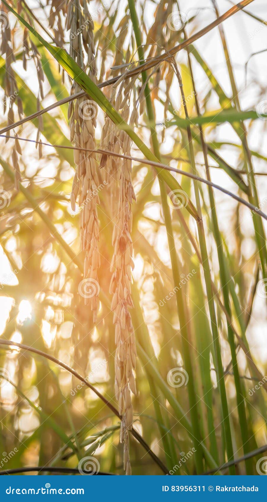 Spikelet of Rice in the Field Stock Image - Image of rice, fall: 83956311