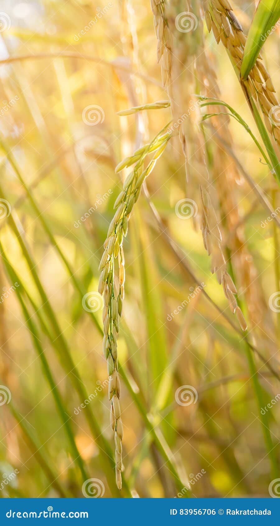 Spikelet of Rice in the Field Stock Photo - Image of fall, botany: 83956706