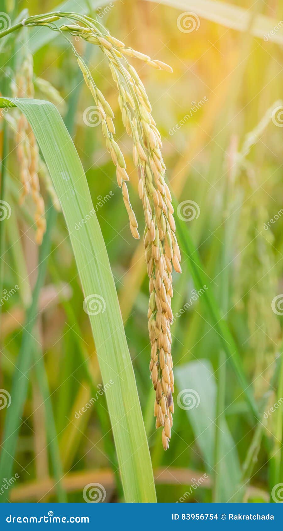 Spikelet of Rice in the Field Stock Photo - Image of nature, crop: 83956754