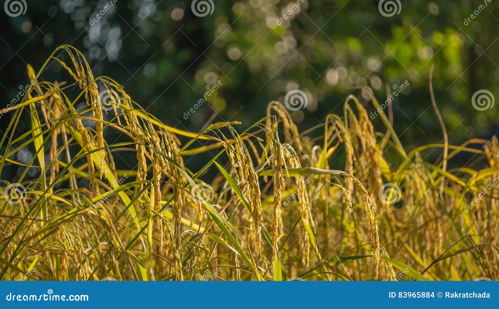 Spikelet of Rice in the Field Stock Photo - Image of outdoor, harvest ...