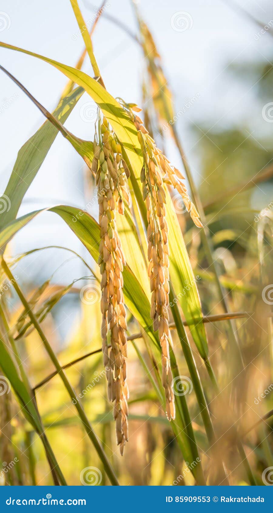 Spikelet of Rice in the Field Stock Image - Image of branch, plant ...