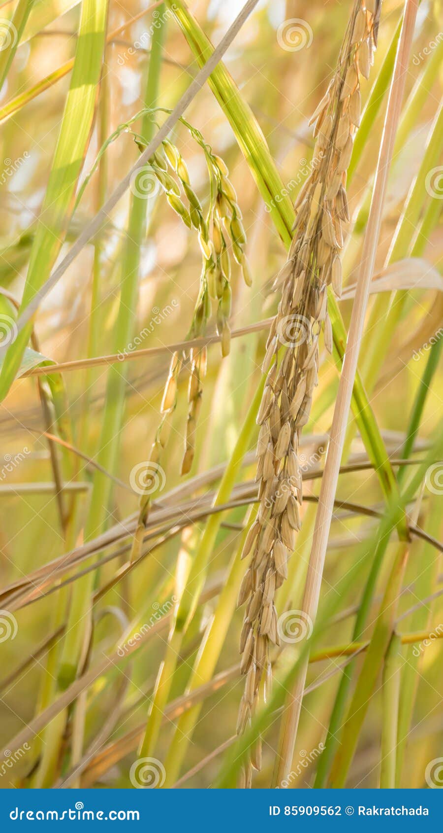 Spikelet of Rice in the Field Stock Photo - Image of natural, outside ...