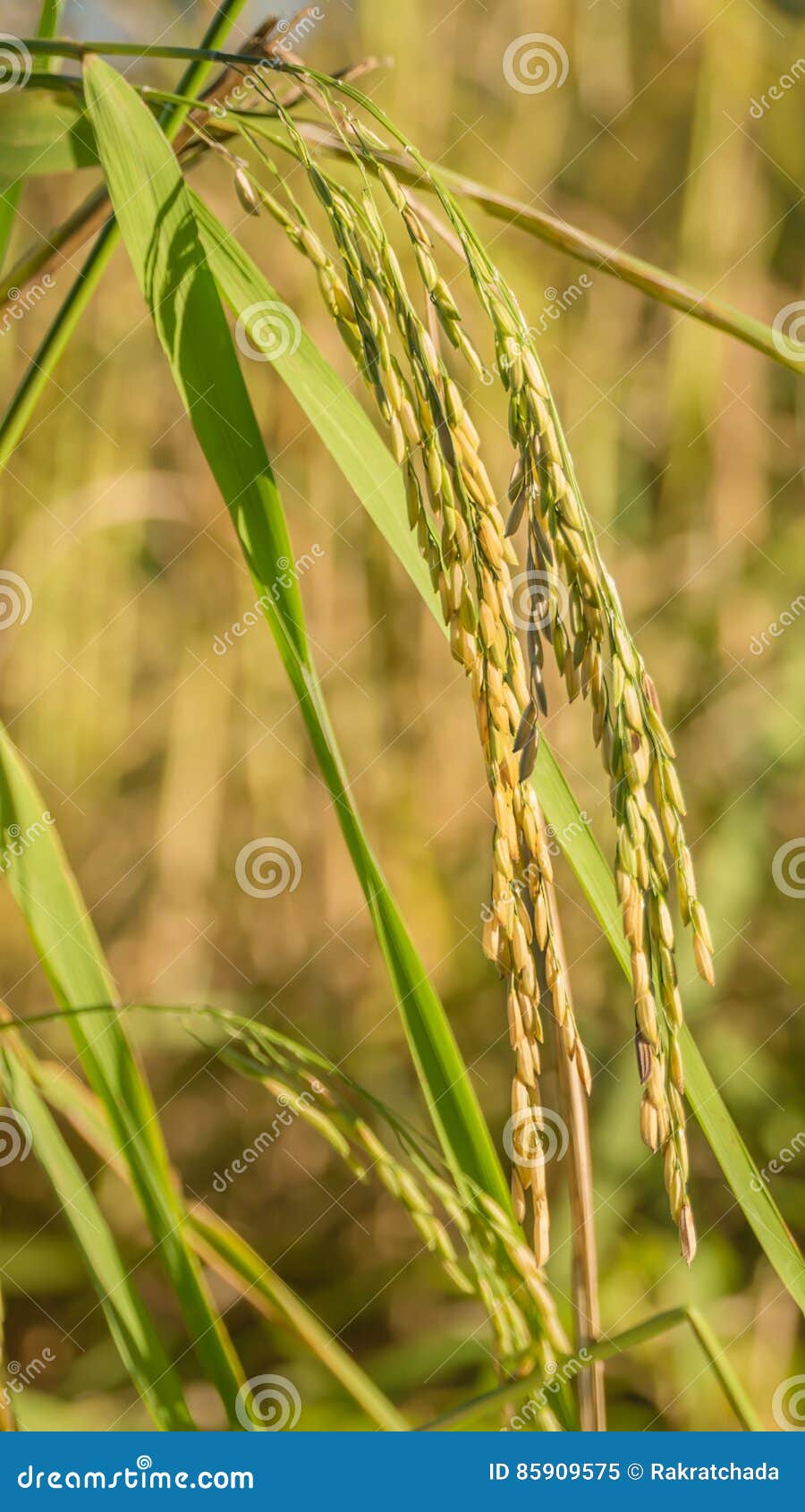 Spikelet of Rice in the Field Stock Image - Image of natural ...