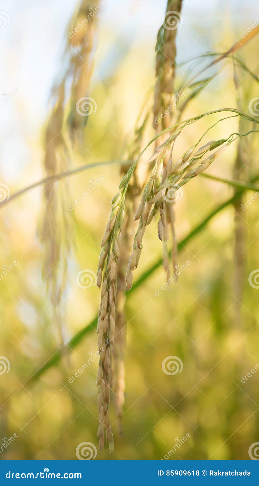 Spikelet of Rice in the Field Stock Photo - Image of thailand, flora ...
