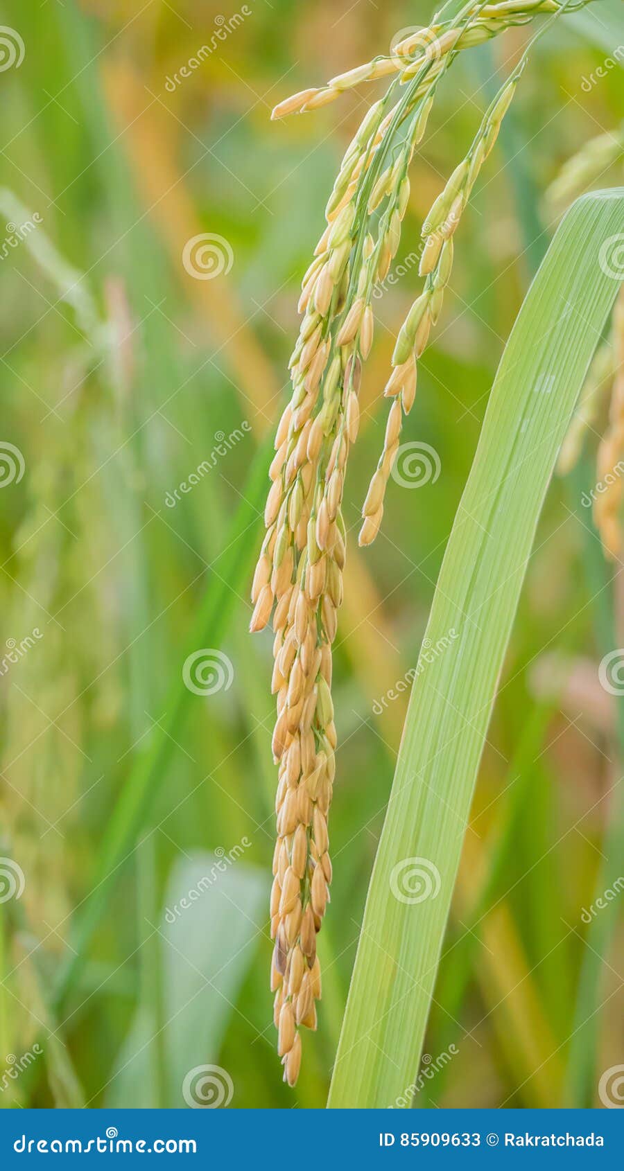 Spikelet of Rice in the Field Stock Image - Image of agriculture, farm ...