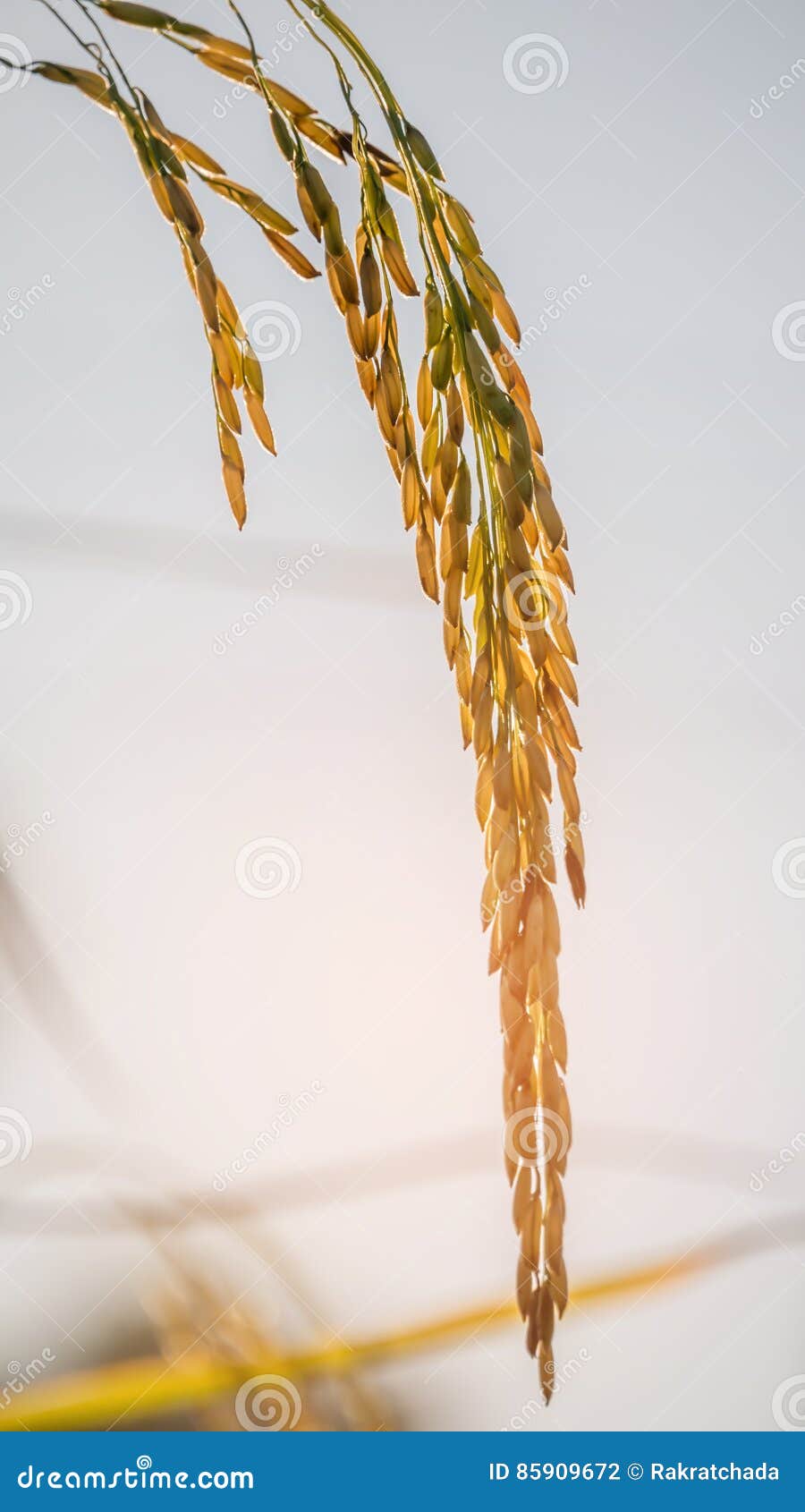 Spikelet of Rice in the Field Stock Photo - Image of branch, outside ...