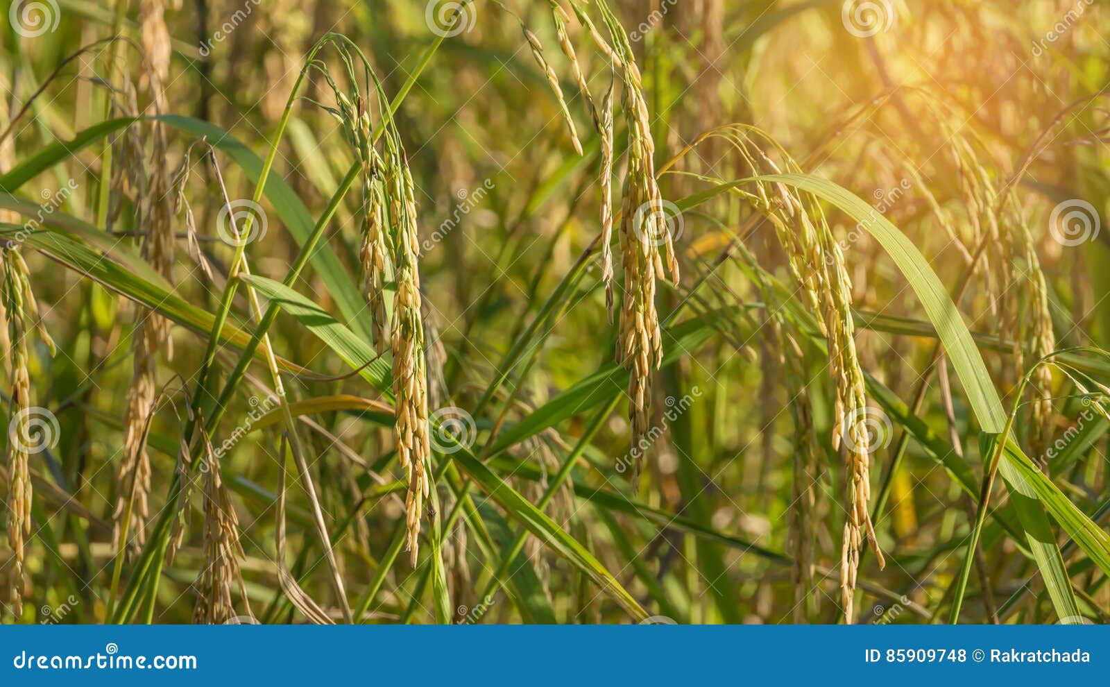 Spikelet of Rice in the Field Stock Photo - Image of asian, branch ...
