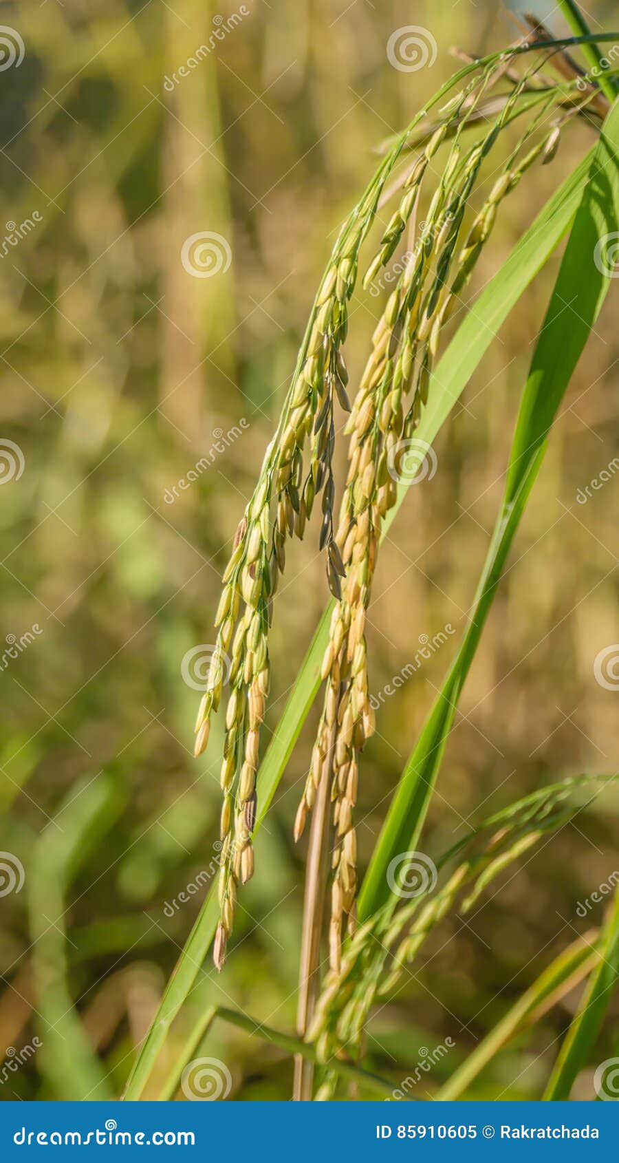 Spikelet of Rice in the Field Stock Image - Image of paddy, thailand ...