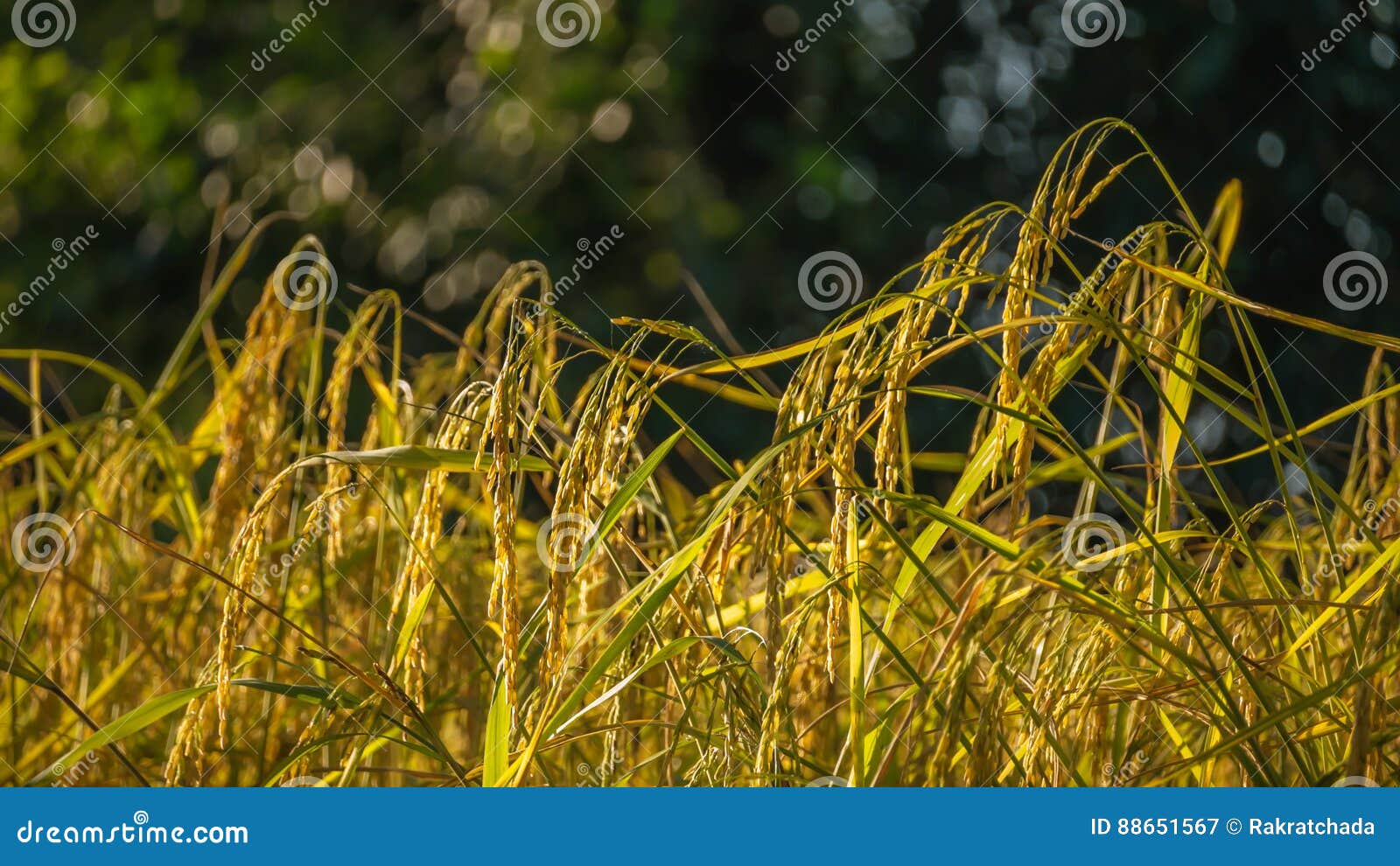 Spikelet of Rice in the Field Stock Image - Image of outside, crop ...