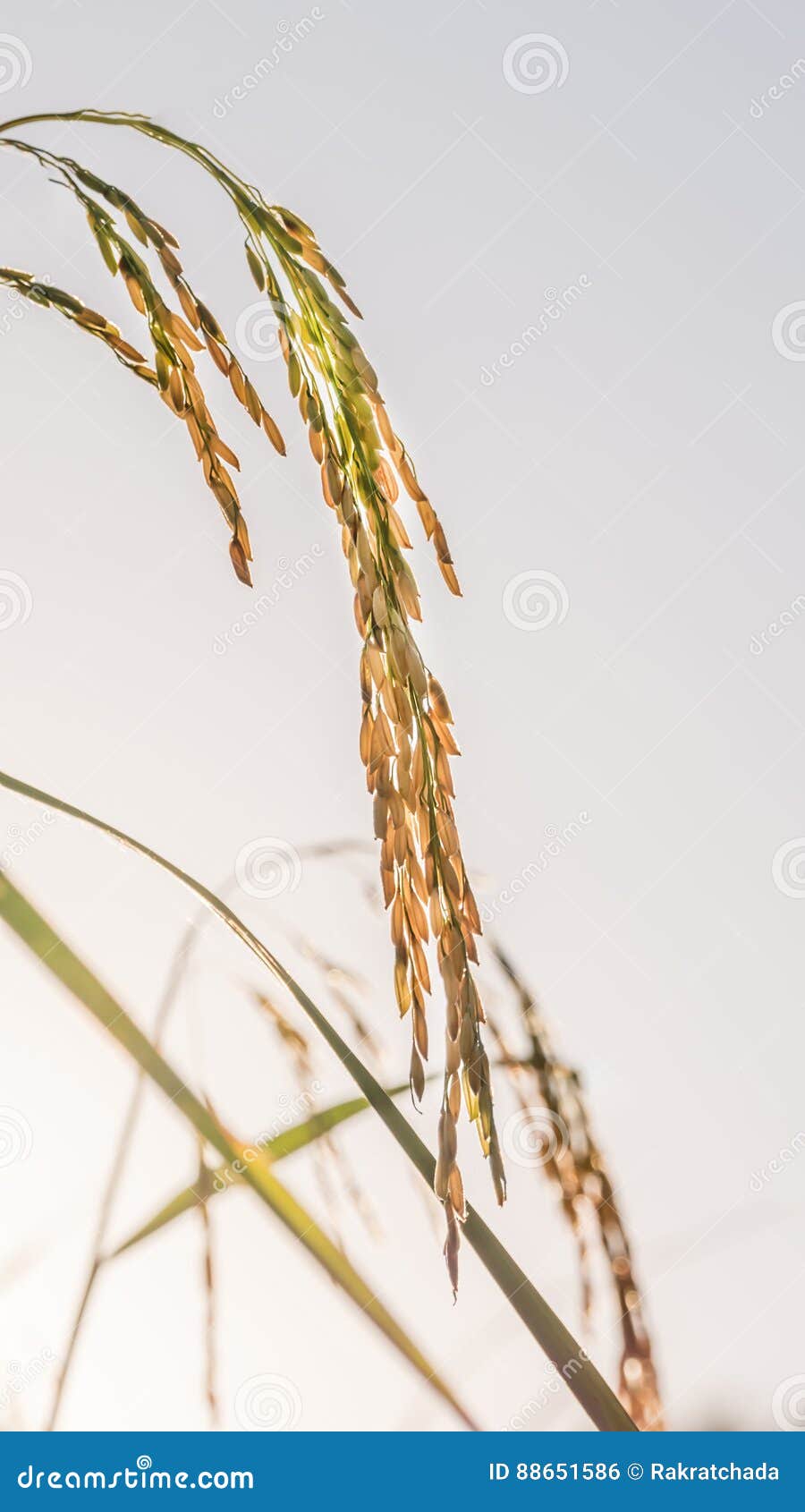 Spikelet of Rice in the Field Stock Photo - Image of botany, outside ...