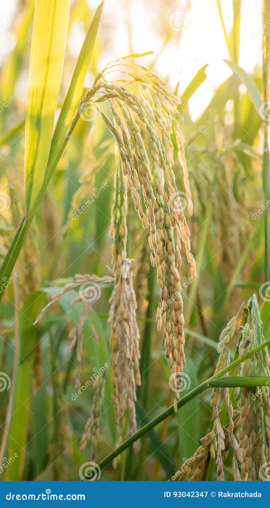 Spikelet of Rice in the Field Stock Image - Image of botany, farming ...