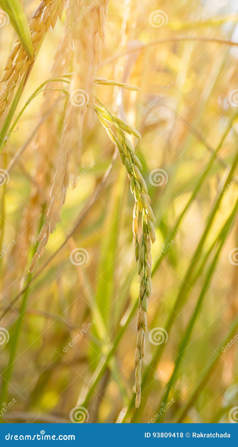 Spikelet of Rice in the Field Stock Photo - Image of countryside, plant ...