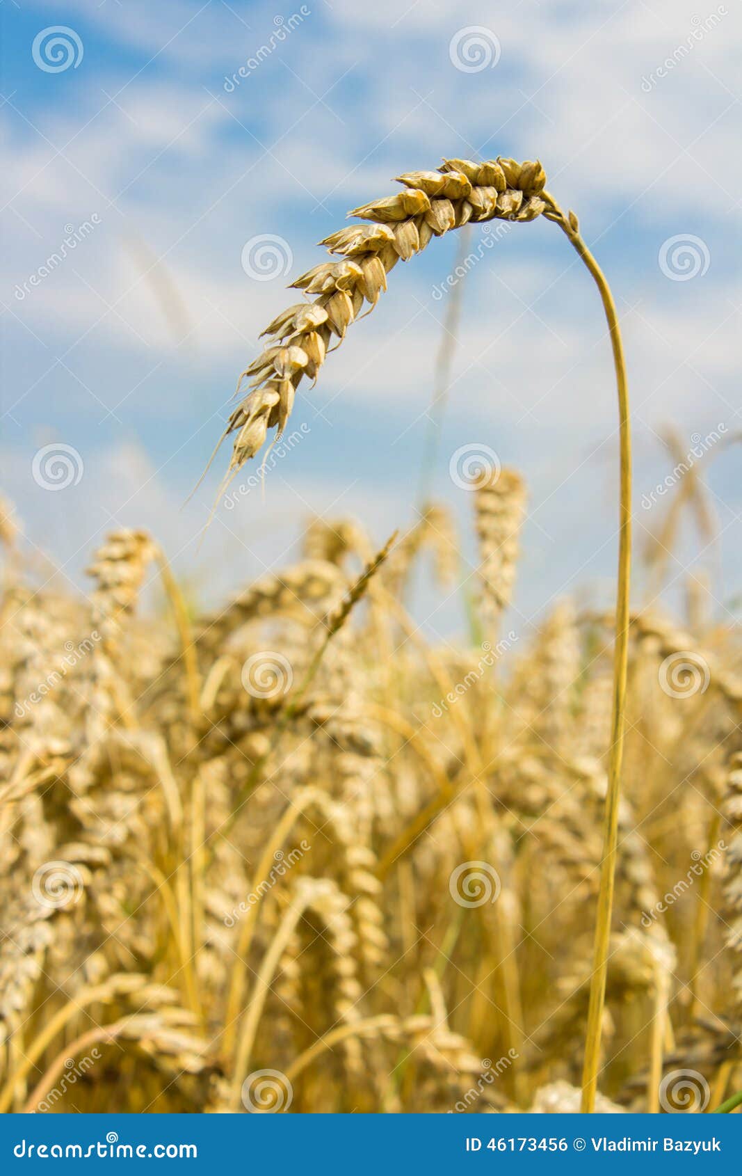 Spikelet of Wheat in a Field Stock Photo - Image of plants, lifestyles ...