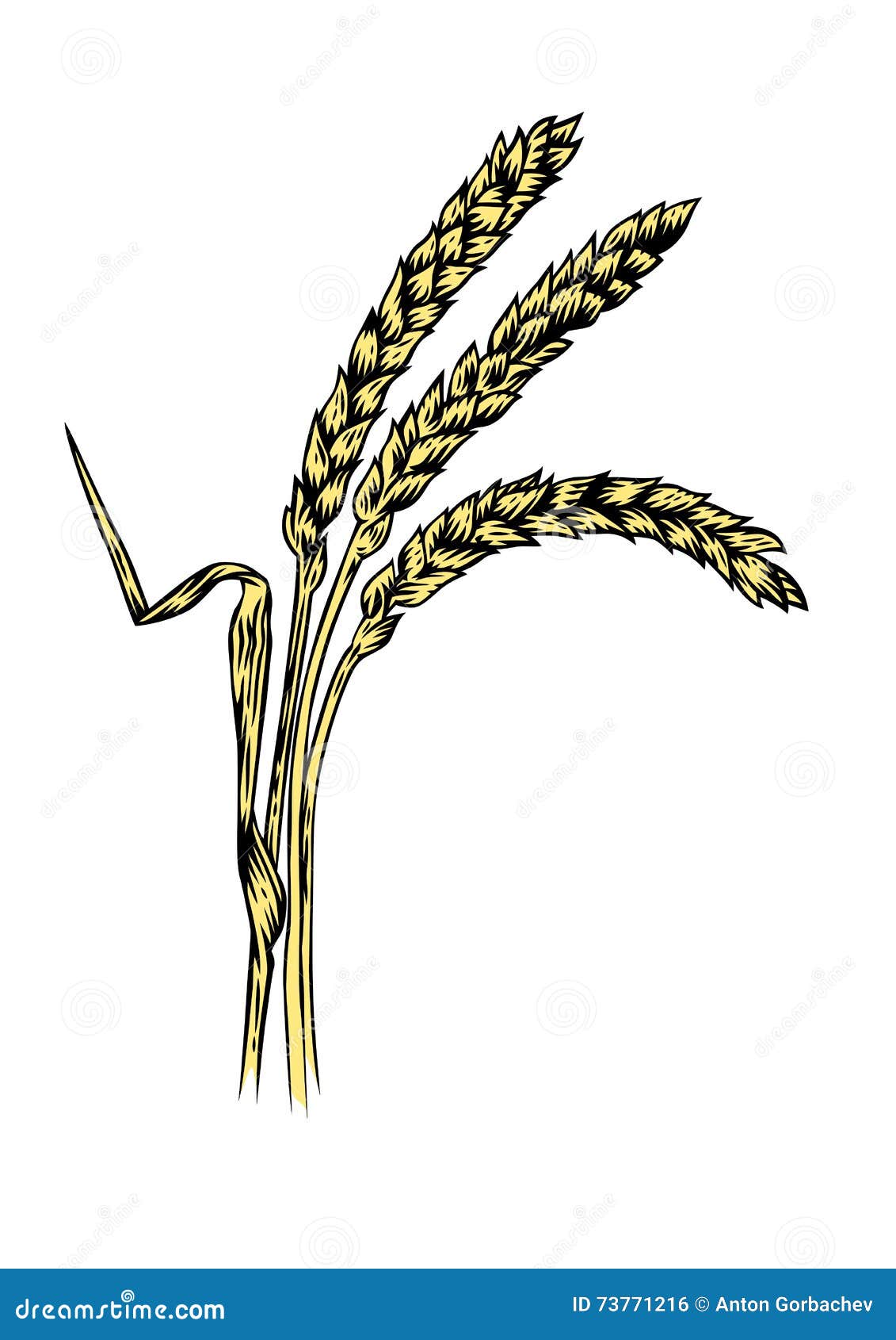 Barley Plant Drawing