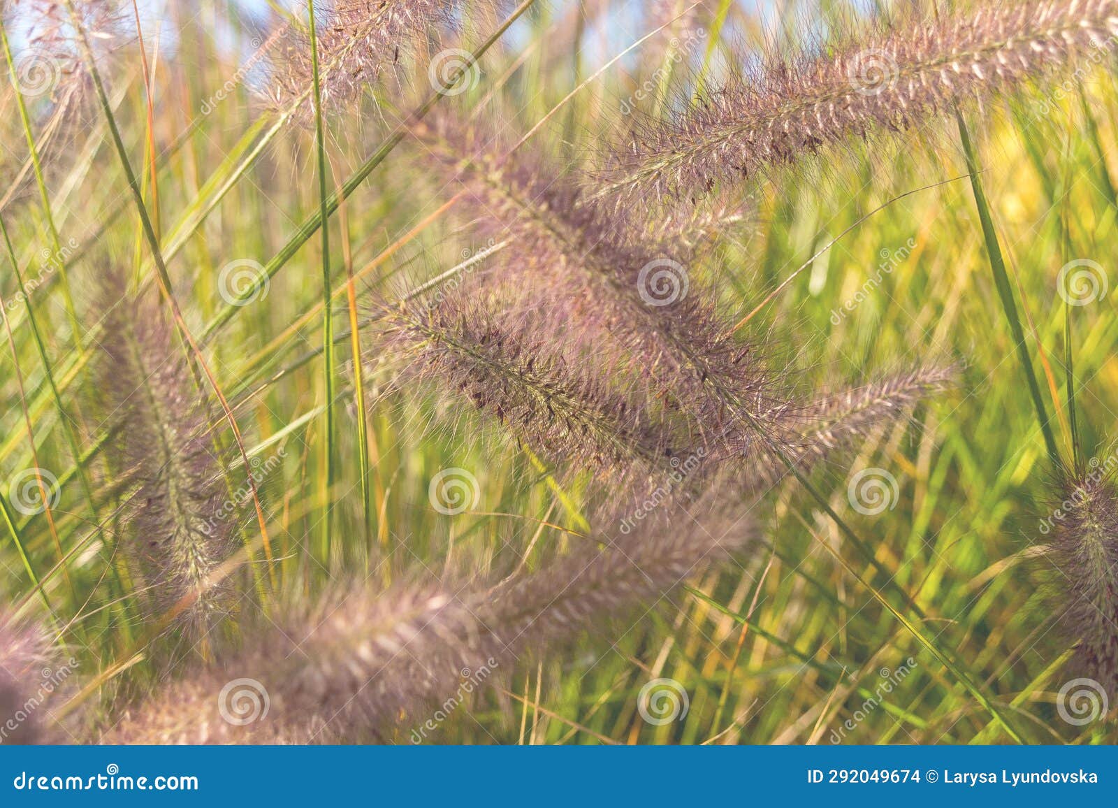 Spikelets Cenchrus Ciliaris a Deep in the Changes of the Sun. Stock Photo - Image of botany ...