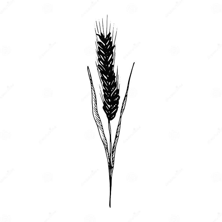 Spikelets Rye Grass Sketch Drawing on a White Background Stock Vector ...