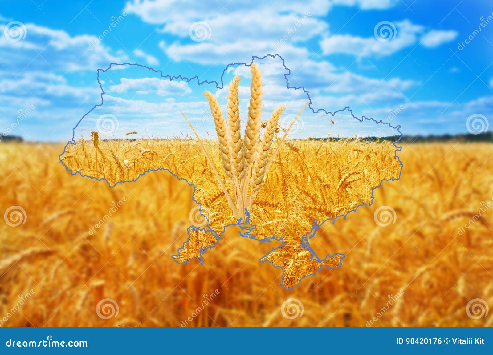 Spikelets of Wheat Against the Background of the Map of Ukraine Stock ...