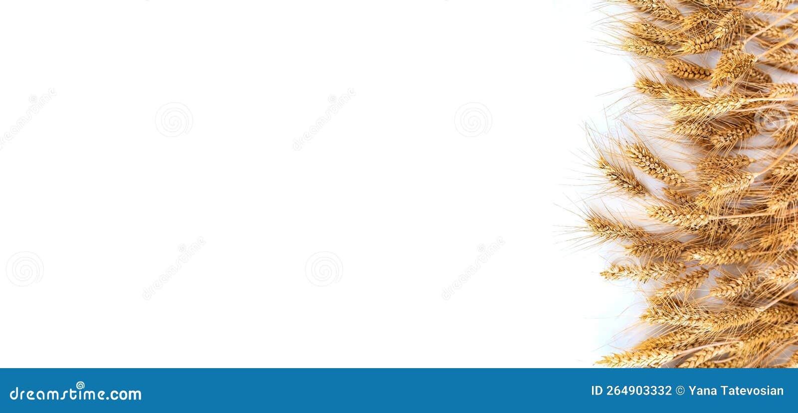 Spikelets of Wheat Isolate on White Background. Selection Focus Stock ...