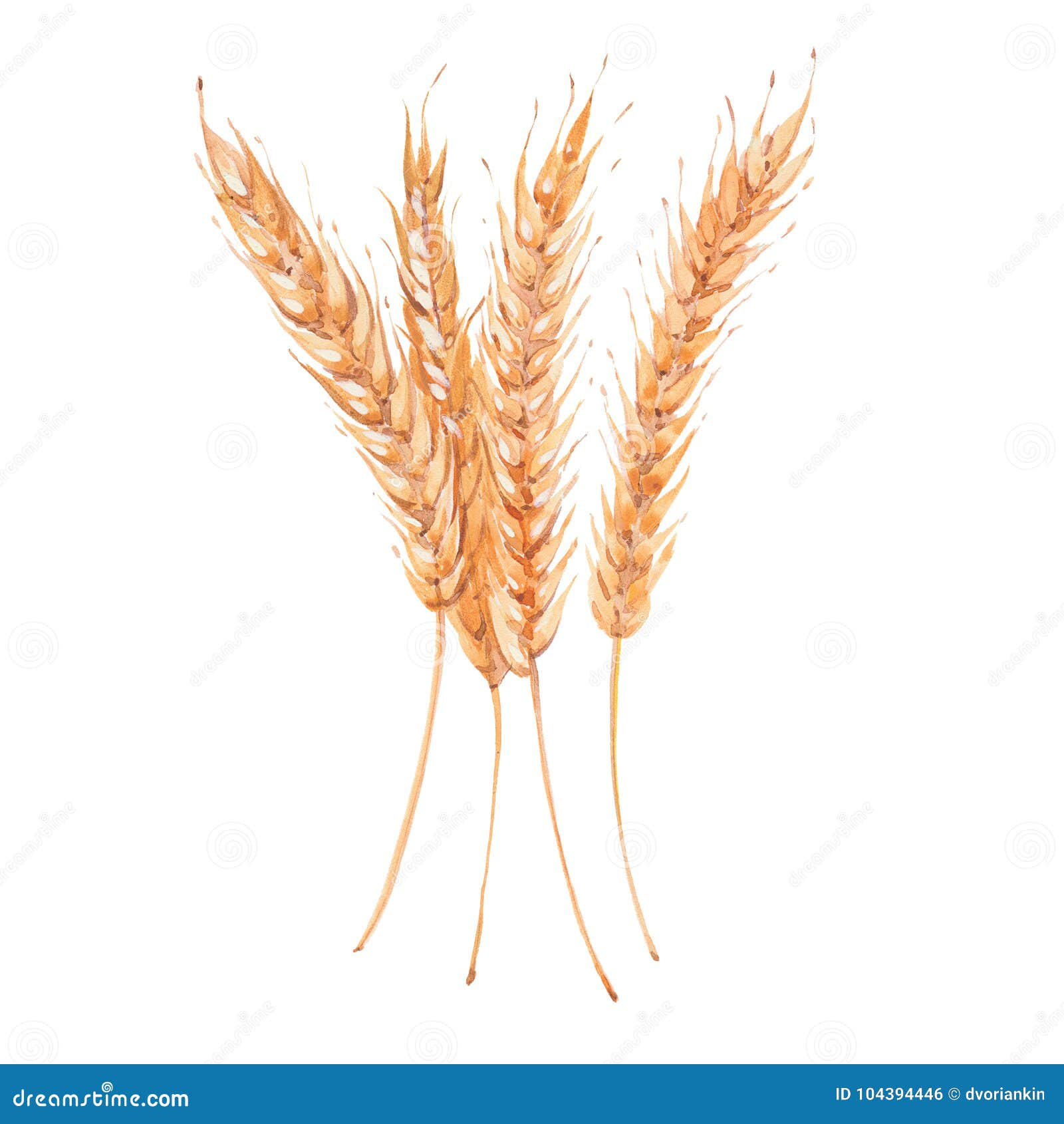 Wheat Watercolor Stock Illustrations – 7,263 Wheat Watercolor Stock ...
