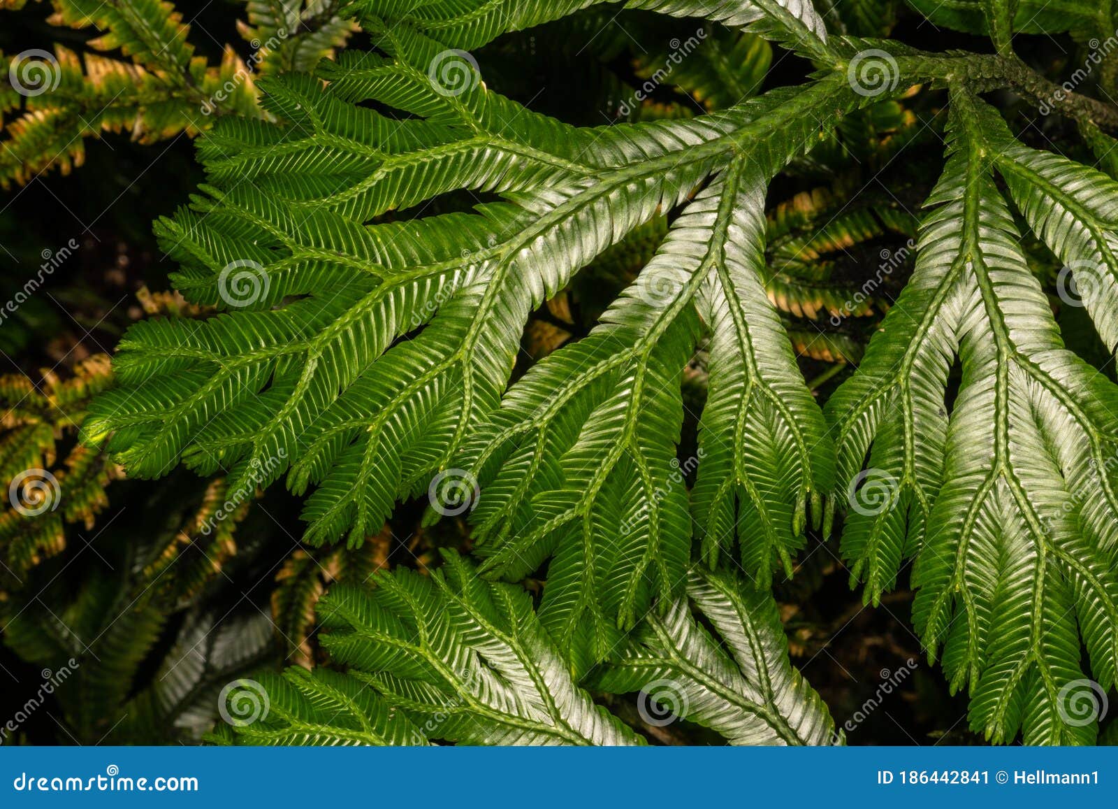 Spikemoss stock image. Image of selaginellaceae, moss - 186442841