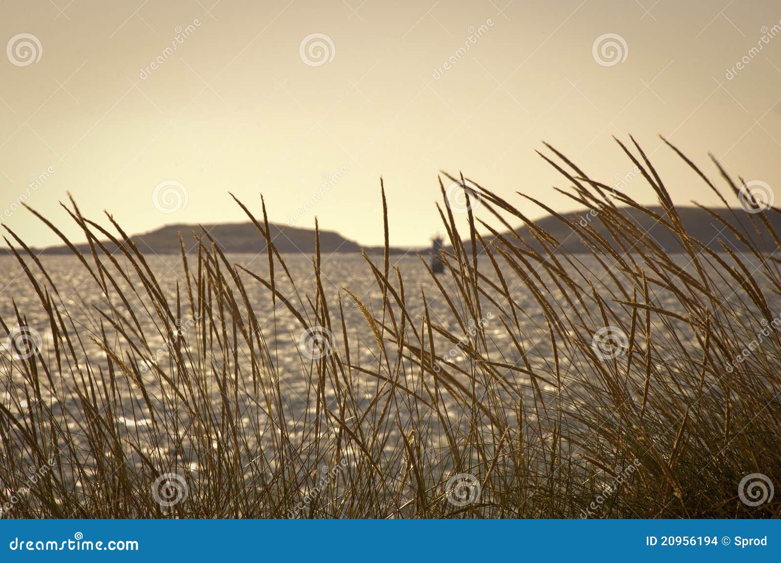 Spikes stock photo. Image of color, natural, light, cloud - 20956194