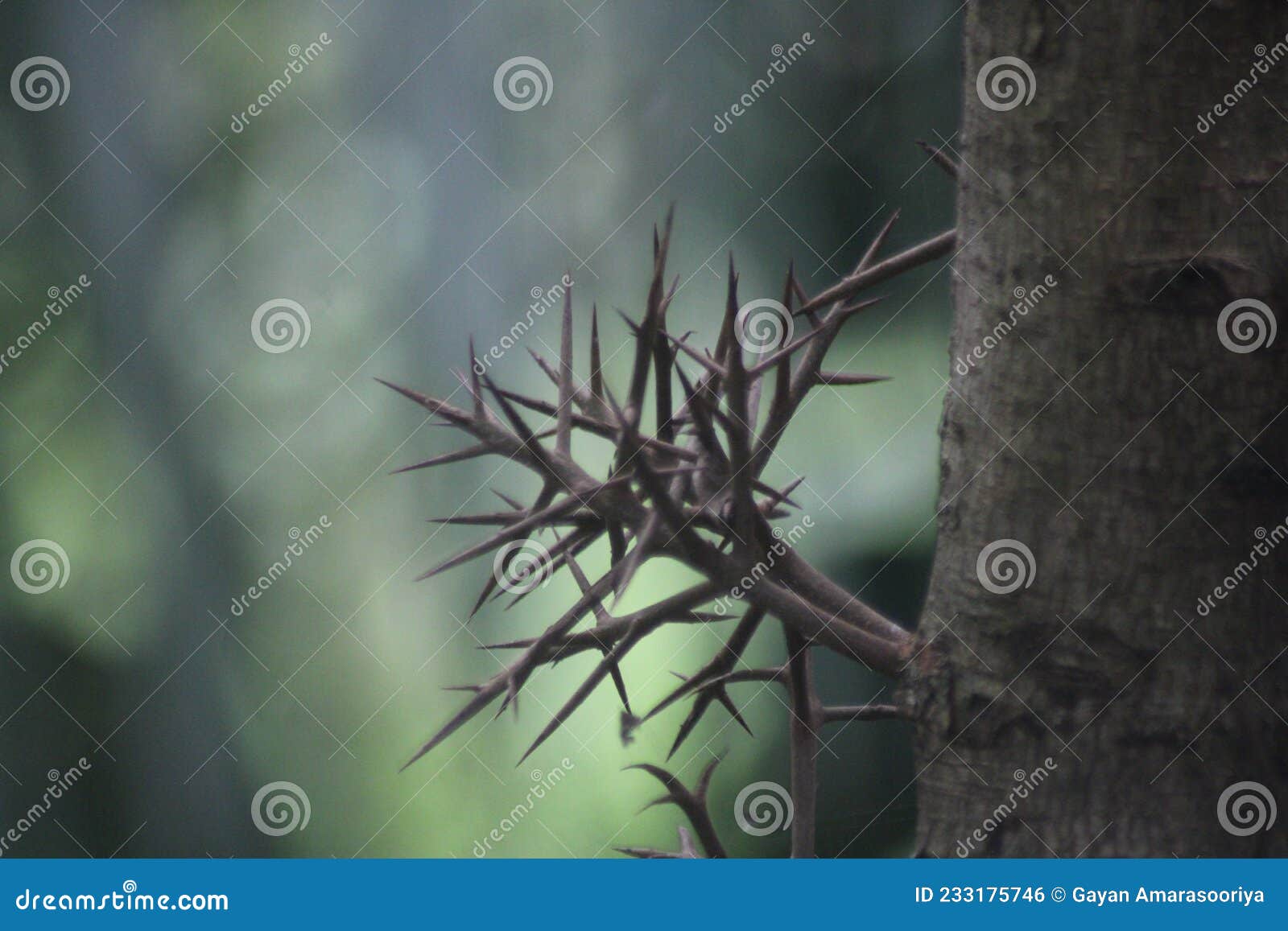 Spikes Tree. Branch with Thorns. Stock Photo - Image of abstraction ...