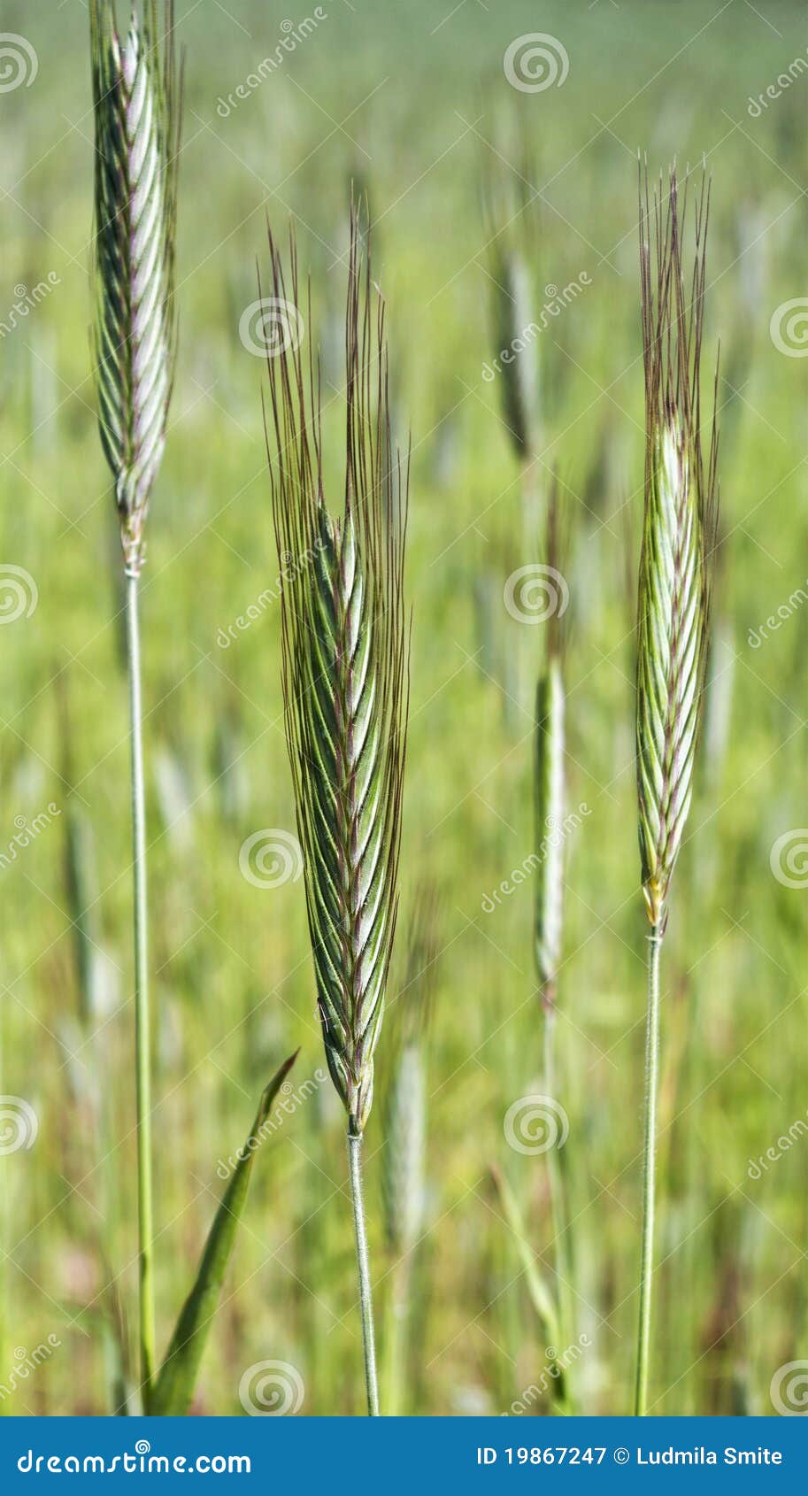 Spikes of barley. stock image. Image of growth, harvest - 19867247