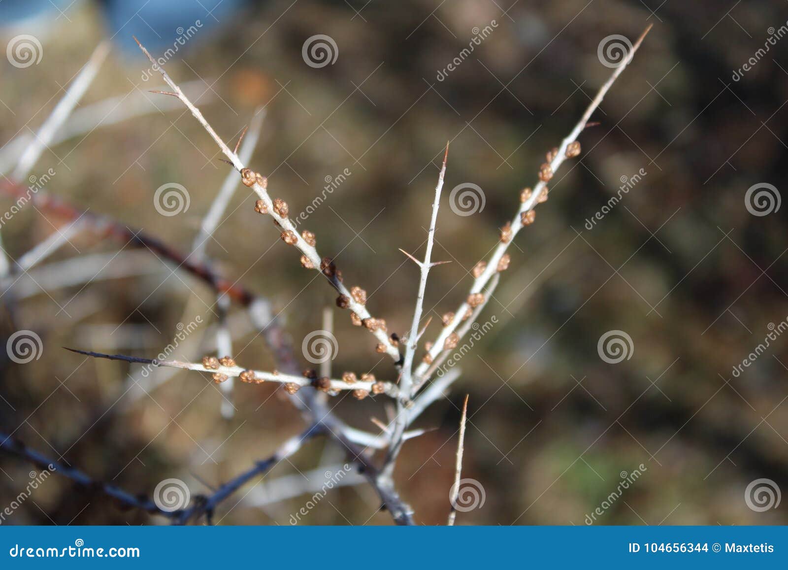 Spikes on the branch stock photo. Image of november - 104656344