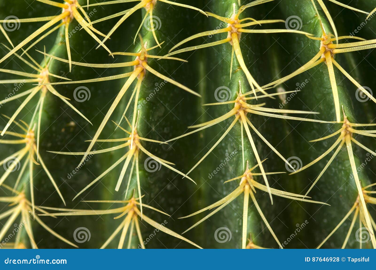Spikes of cactus stock photo. Image of jungle, tropical - 87646928