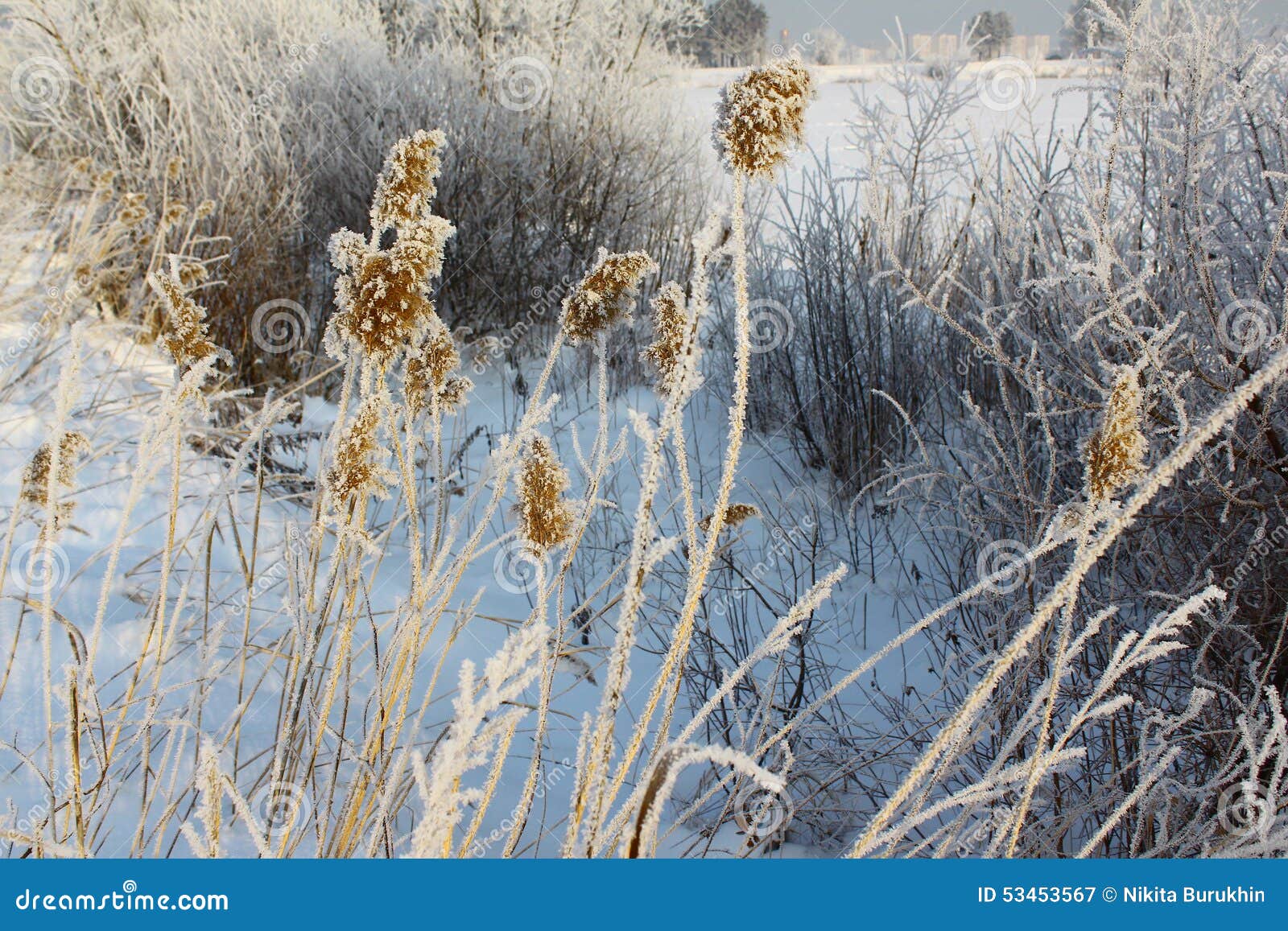 Spikes in frost stock image. Image of krasnoyarsk, weather - 53453567