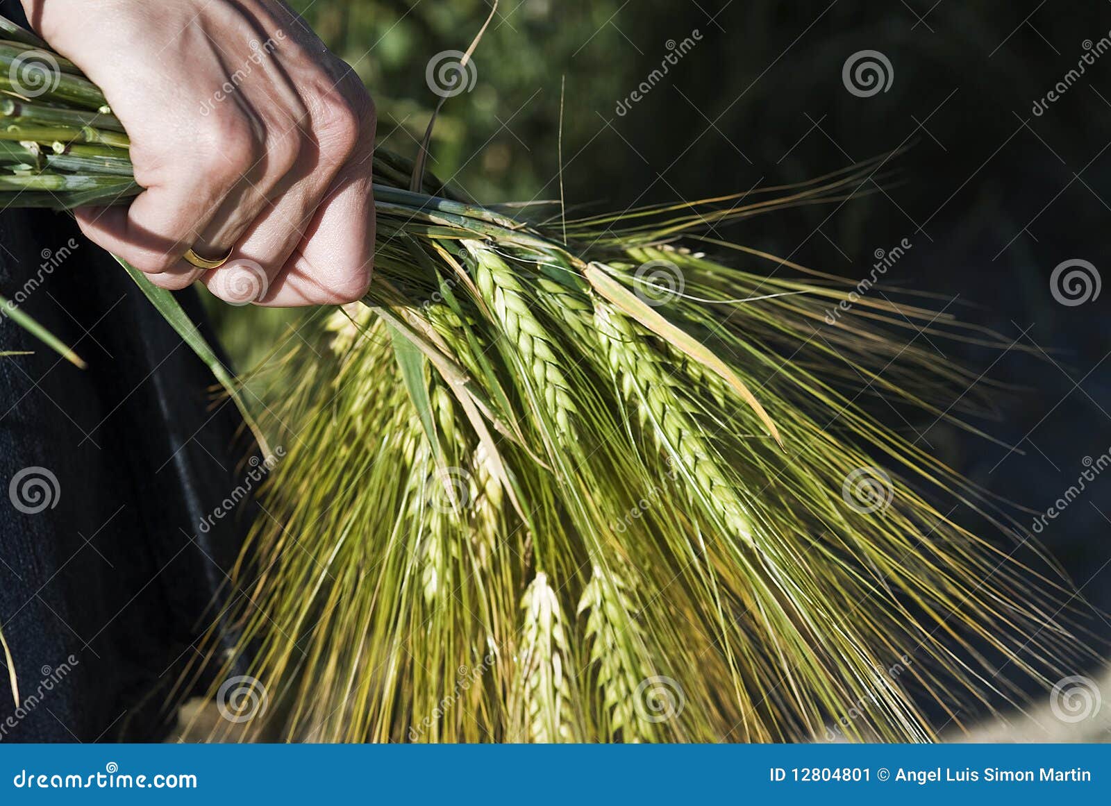 Spikes in the hand. stock image. Image of plant, green - 12804801