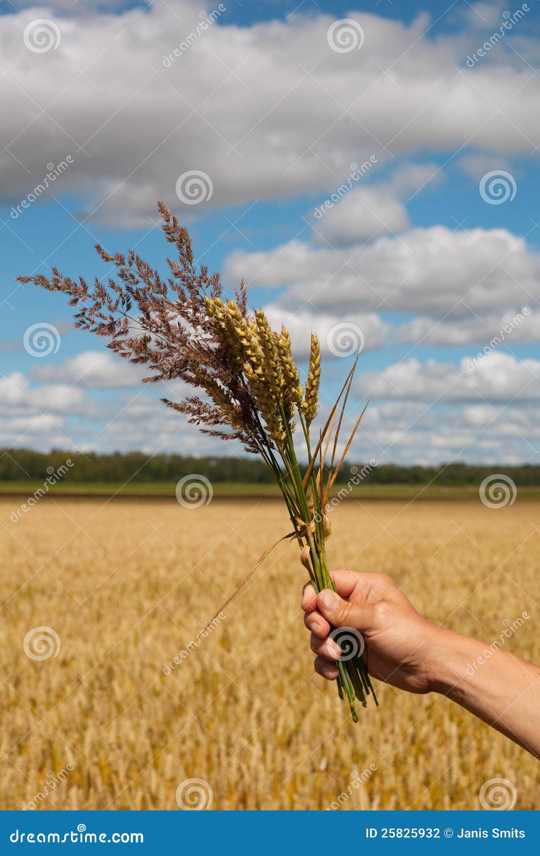 Spikes in hand. stock photo. Image of nature, cereal - 25825932