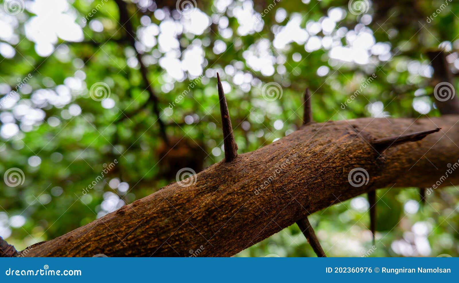 Spikes from a lemon tree stock photo. Image of tree - 202360976