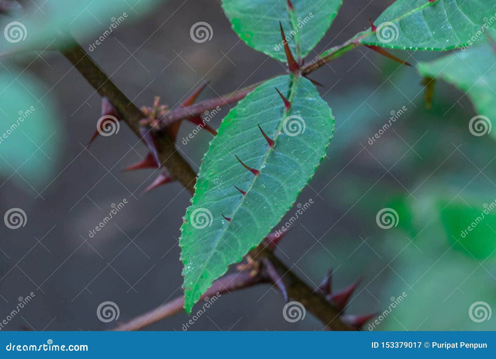 The Spikes on the Leaves are Macro Photography Stock Image - Image of ...