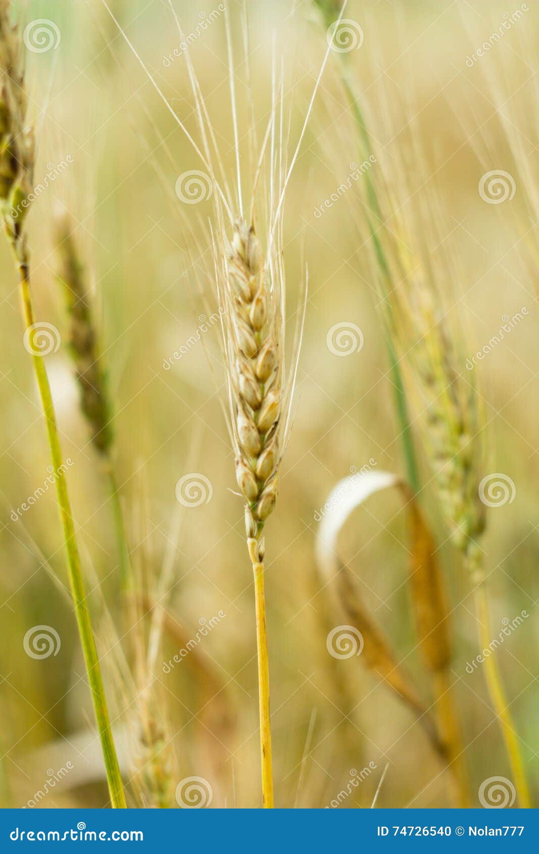 Spikes are not ripe wheat stock photo. Image of grain - 74726540
