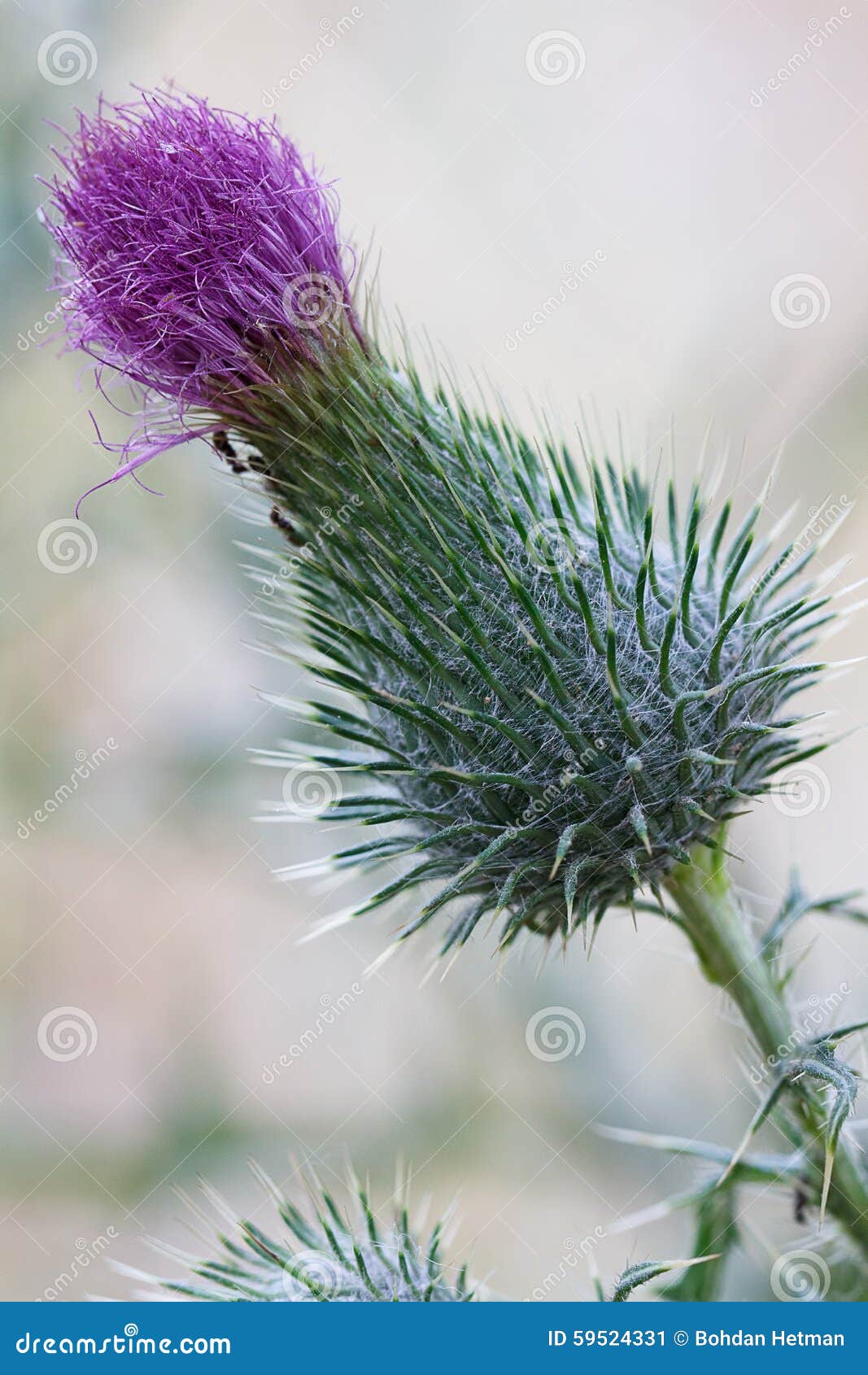 Spikes stock image. Image of daisy, elegance, spring - 59524331