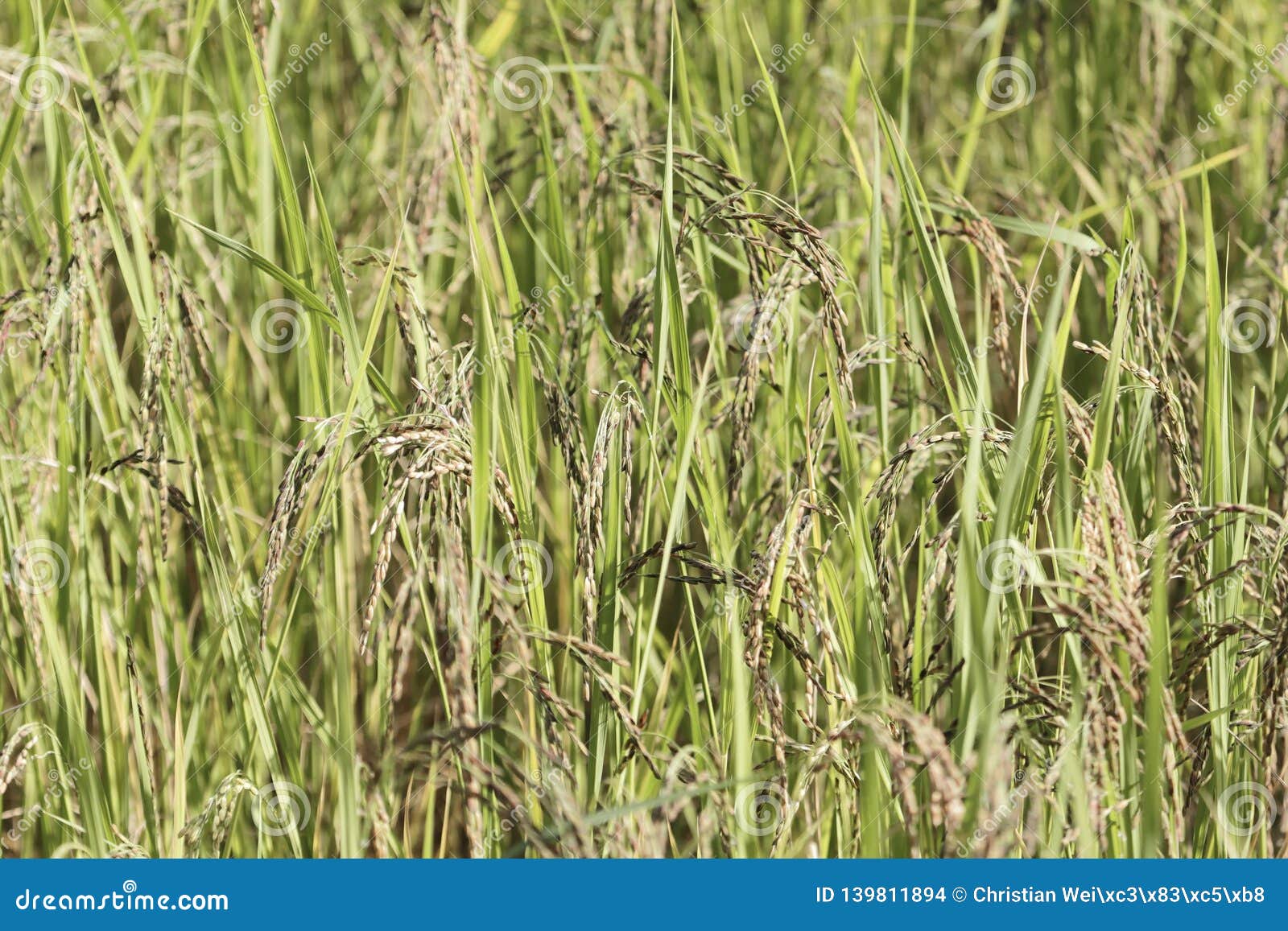 Spikes of rice in field stock photo. Image of agriculture - 139811894