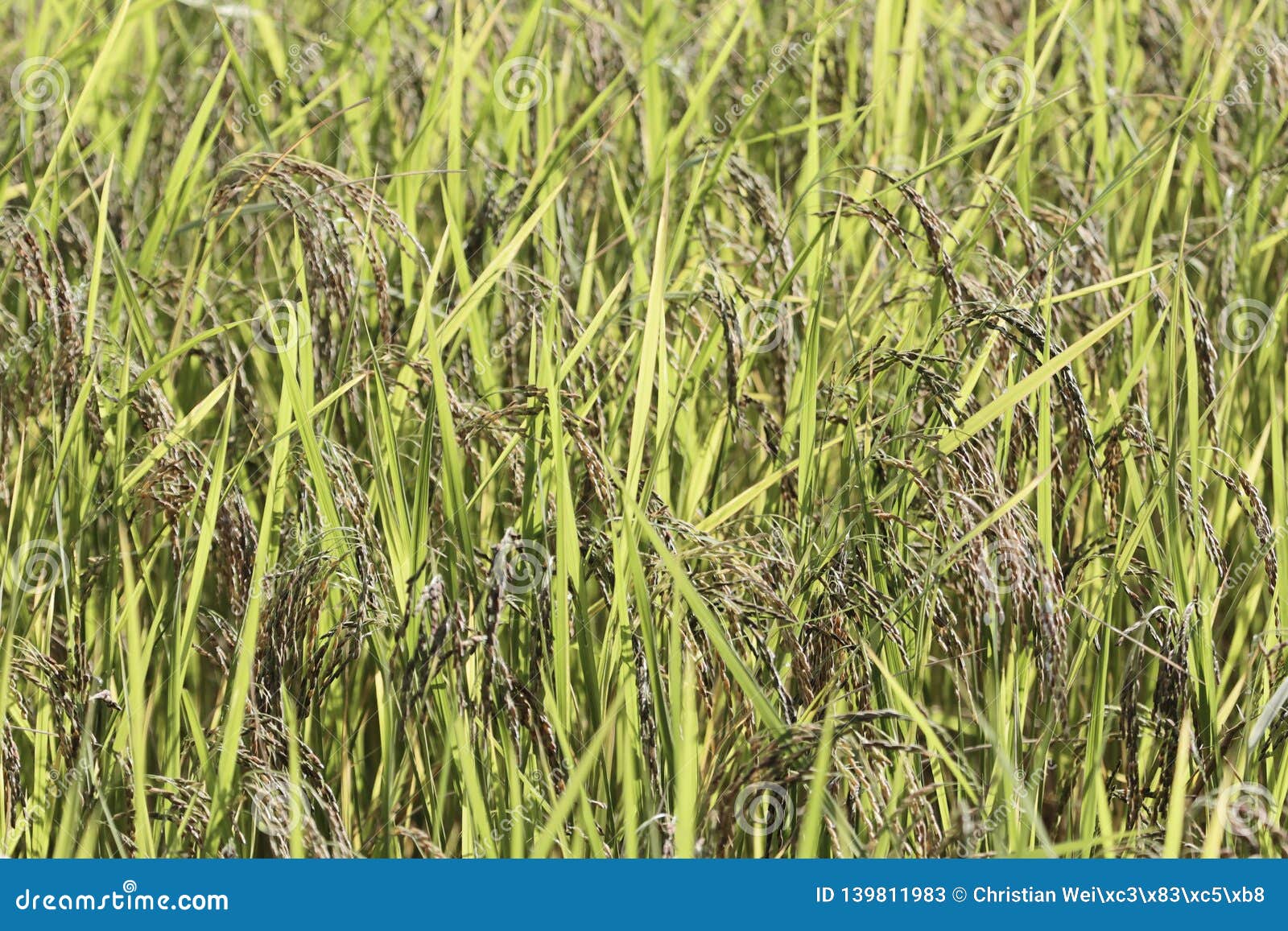 Spikes of rice in field stock image. Image of farming - 139811983