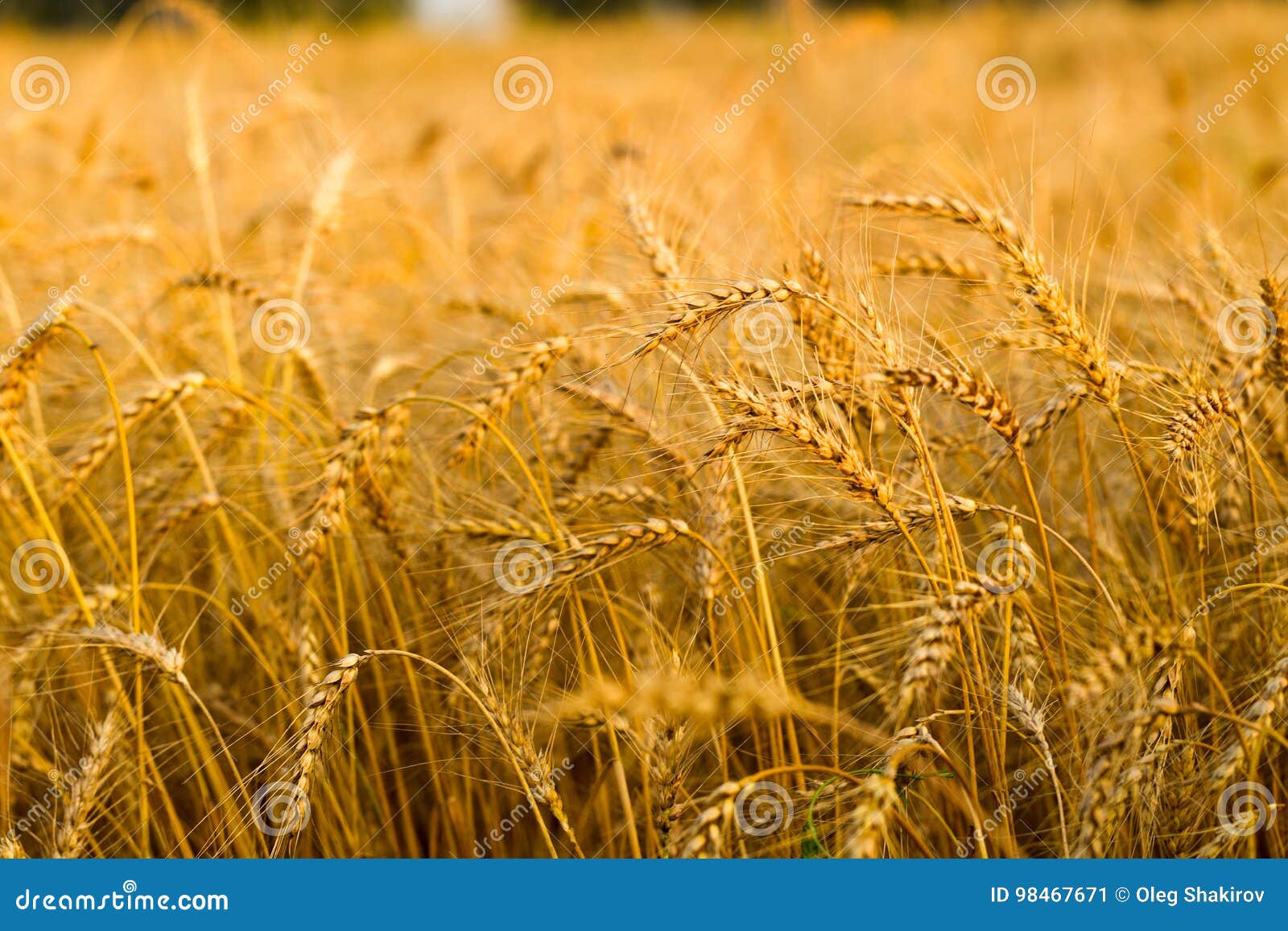 Spikes of Ripe Rye on a Summer Evening Stock Image - Image of barley ...