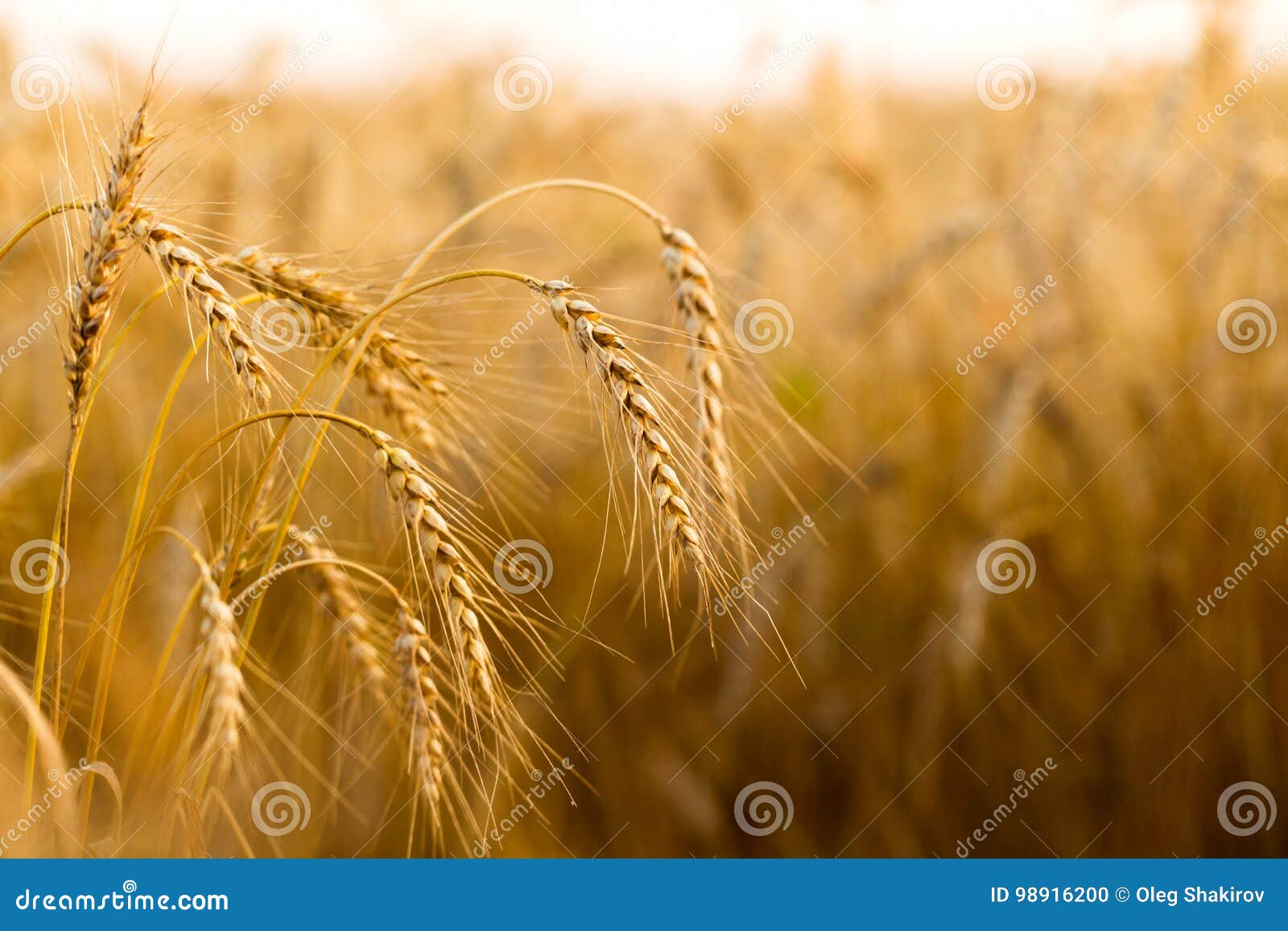 Spikes of Ripe Rye on a Summer Evening Stock Photo - Image of nature ...