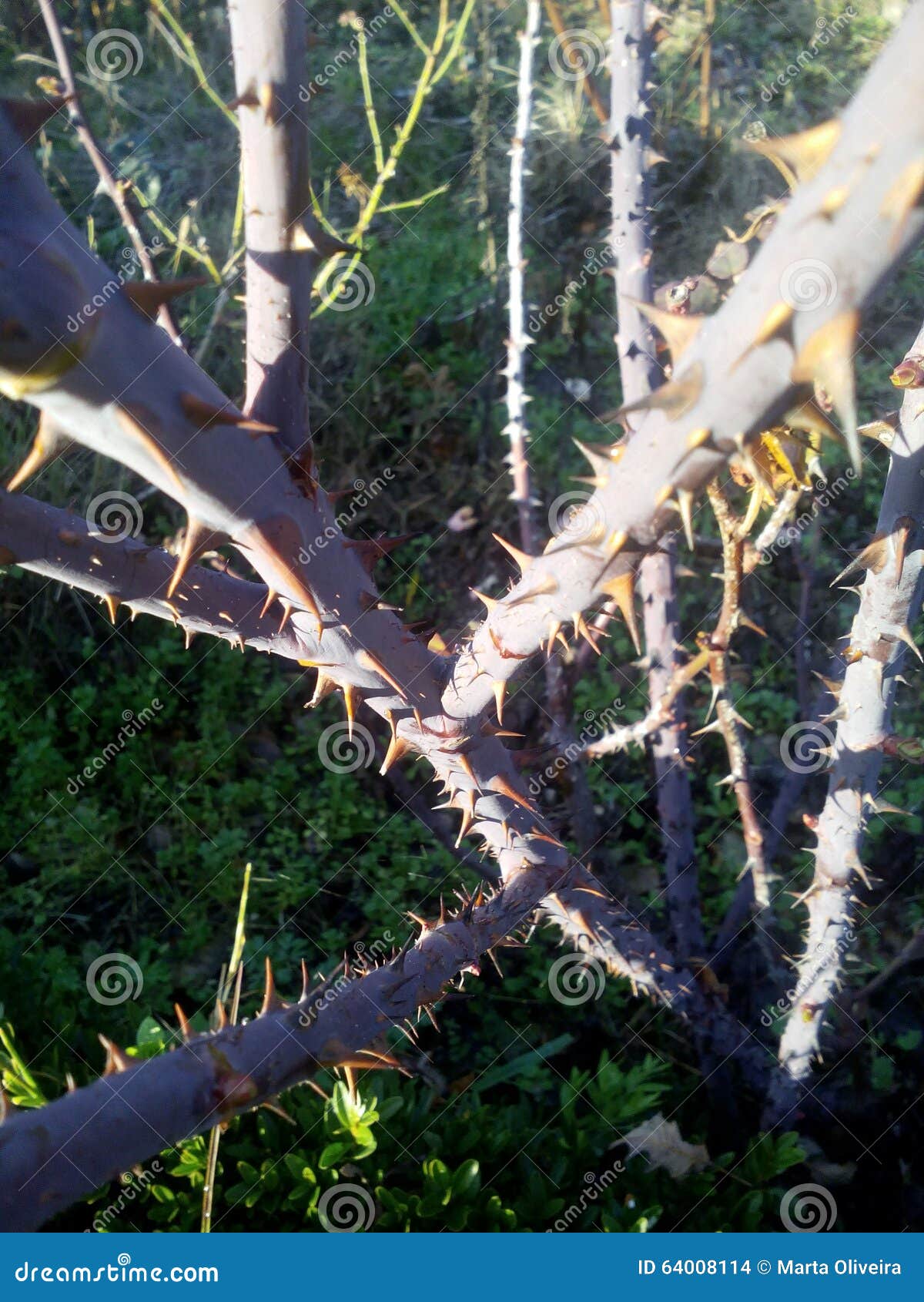 Spikes stock photo. Image of flower, garden, nature, spikes - 64008114