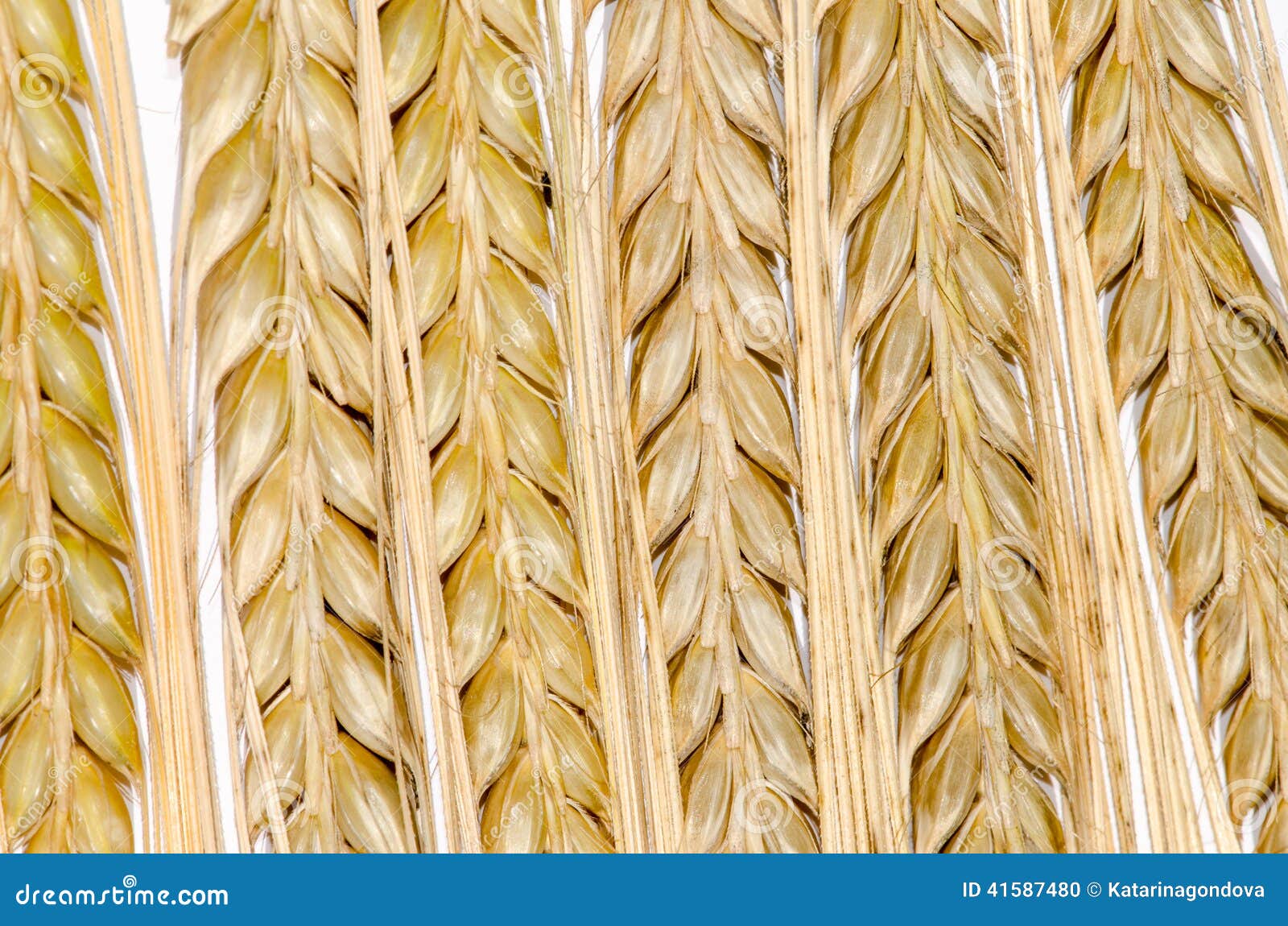 Spikes of rye stock photo. Image of spike, structure - 41587480