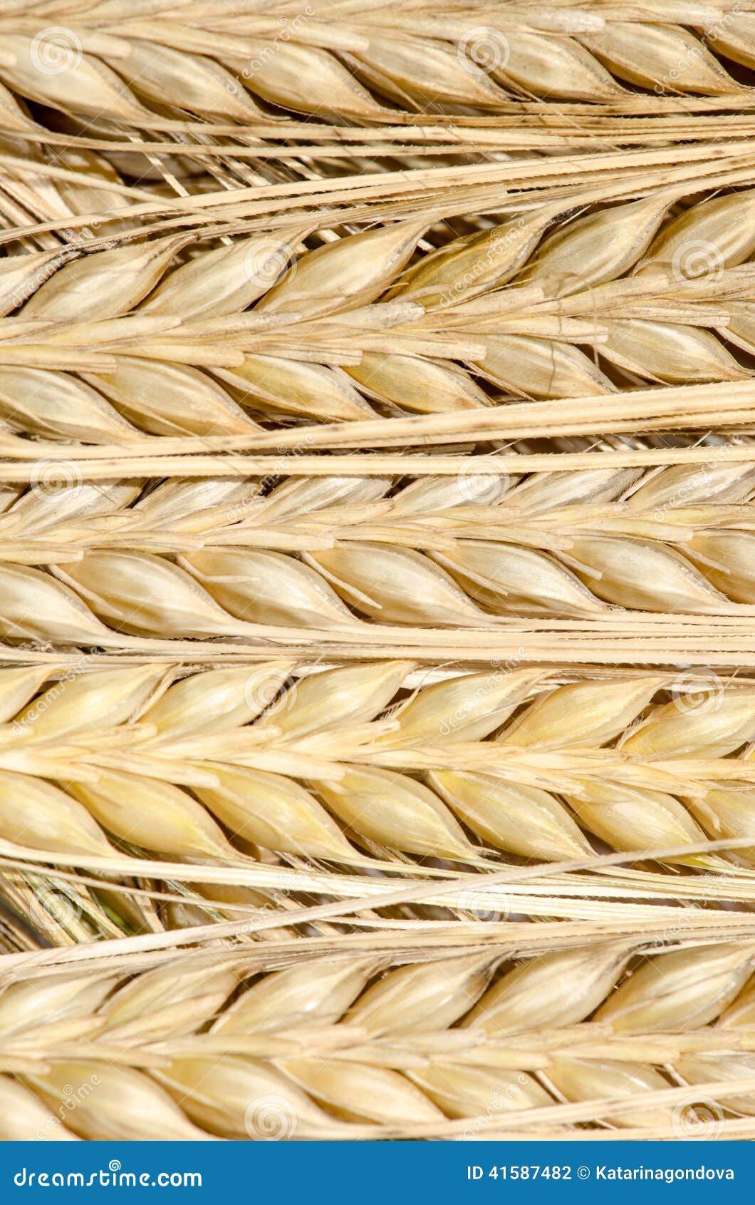 Spikes of rye stock photo. Image of wheat, pattern, straw - 41587482
