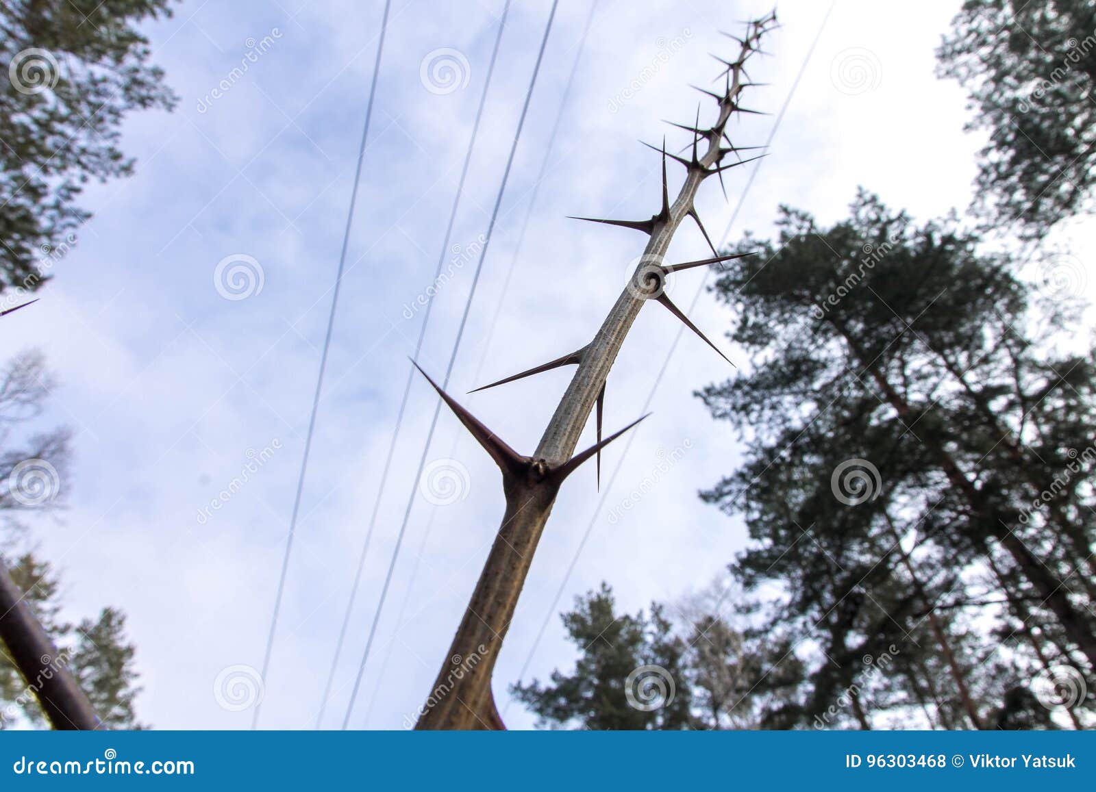 Spikes Tree. Branch with Thorns. Abstraction of Thorns. Nature. Stock ...