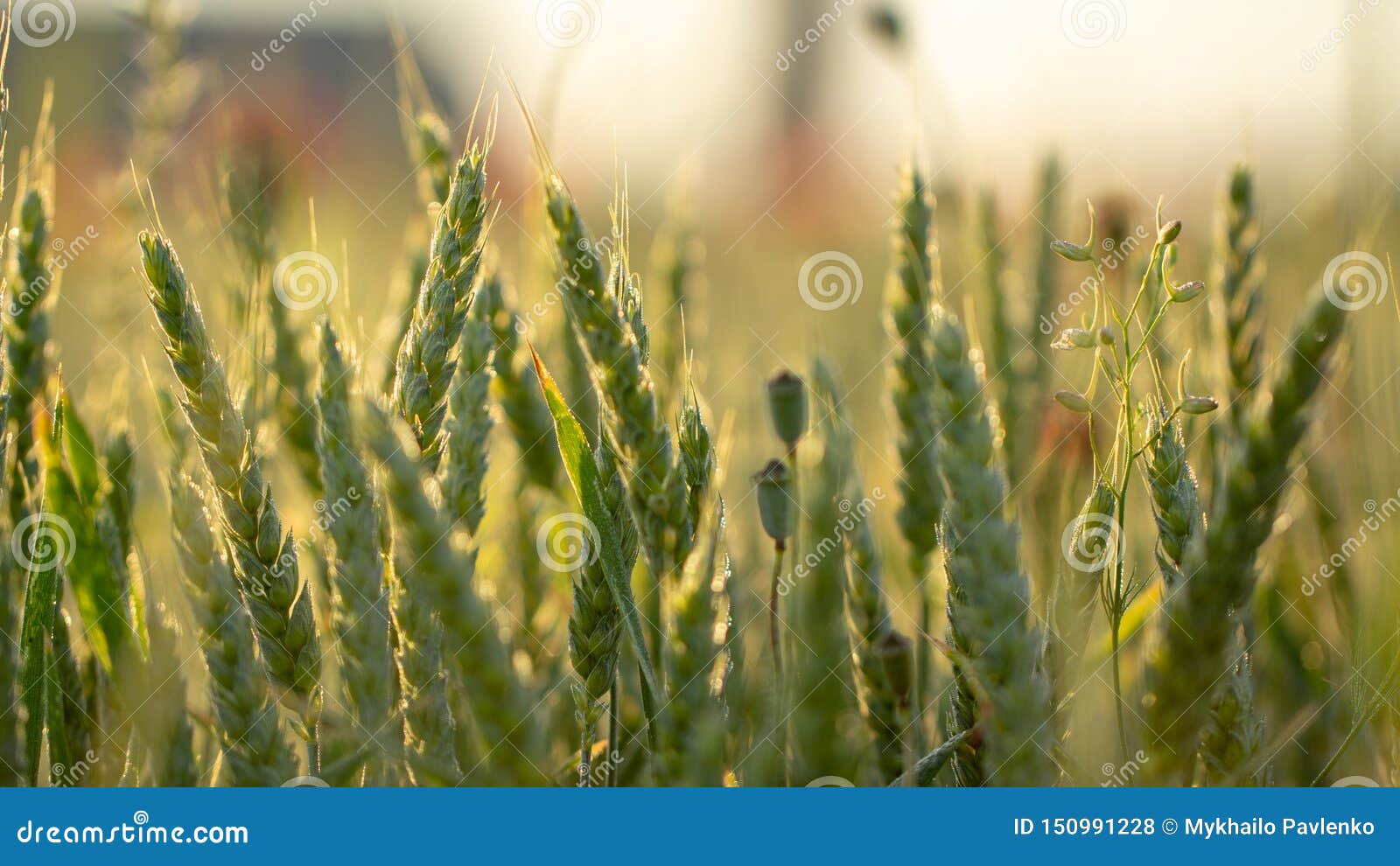 Spikes of Wheat of Golden Color, Texture Stock Photo - Image of ...