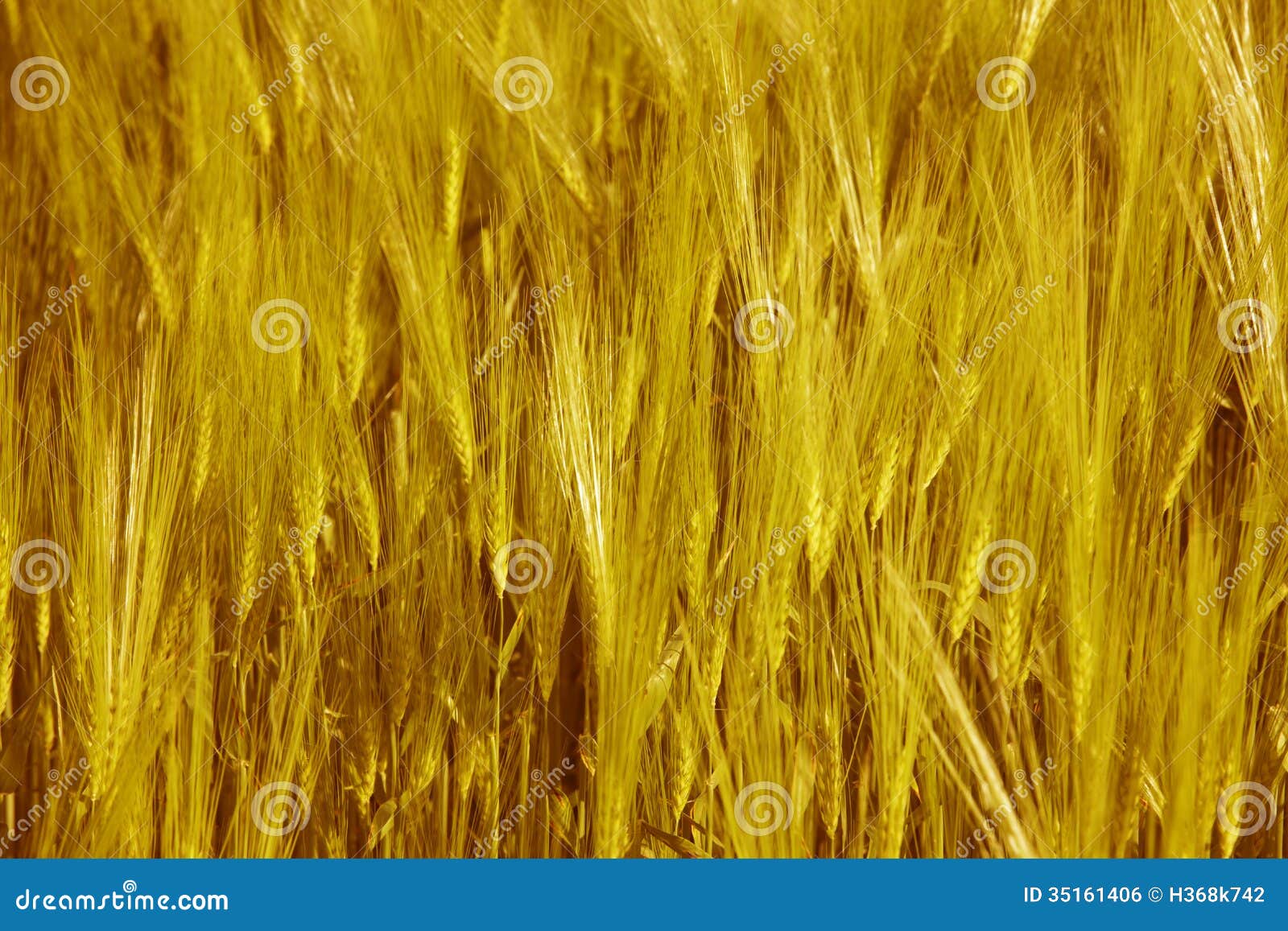 Spikes of Wheat. Warm Tone. Stock Photo - Image of iceland, harvesting ...