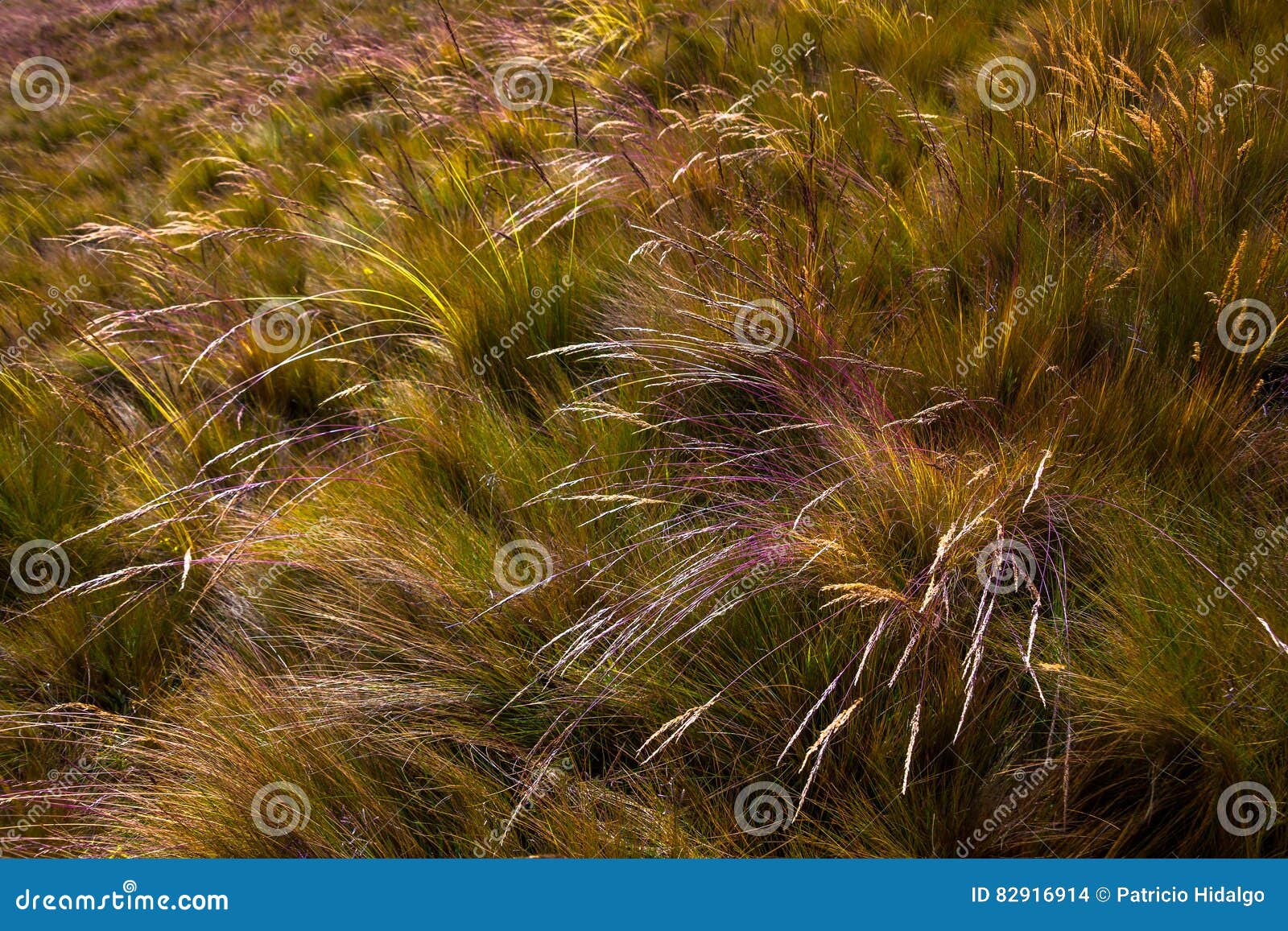 Spikes of wind-blown straw stock photo. Image of grassland - 82916914