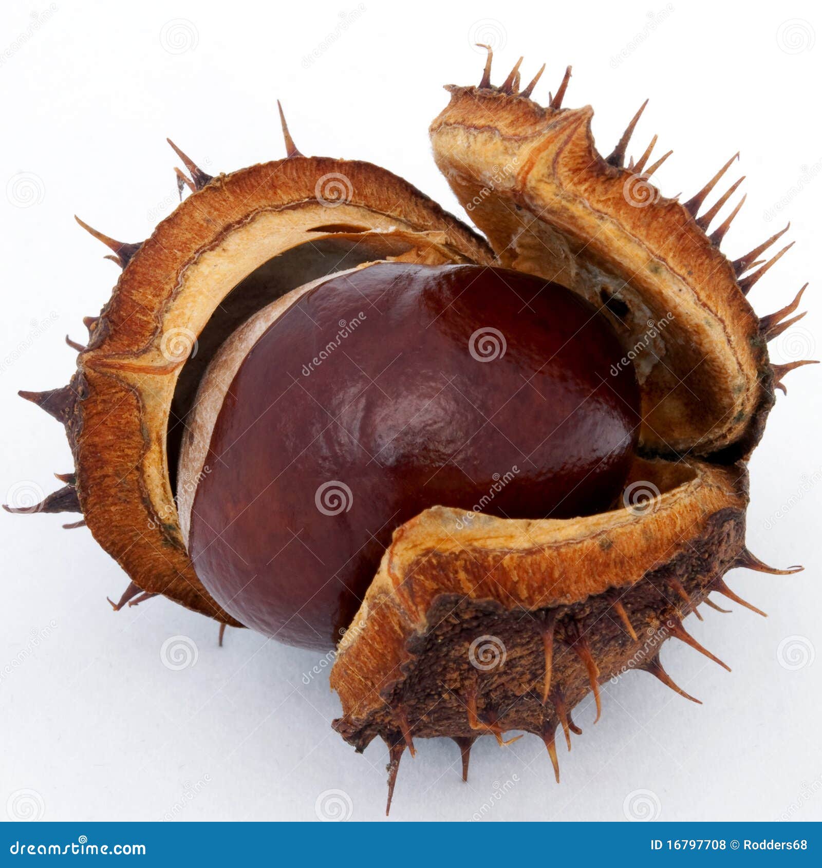 Spikey stock photo. Image of autumn, sphere, fall, nature - 16797708