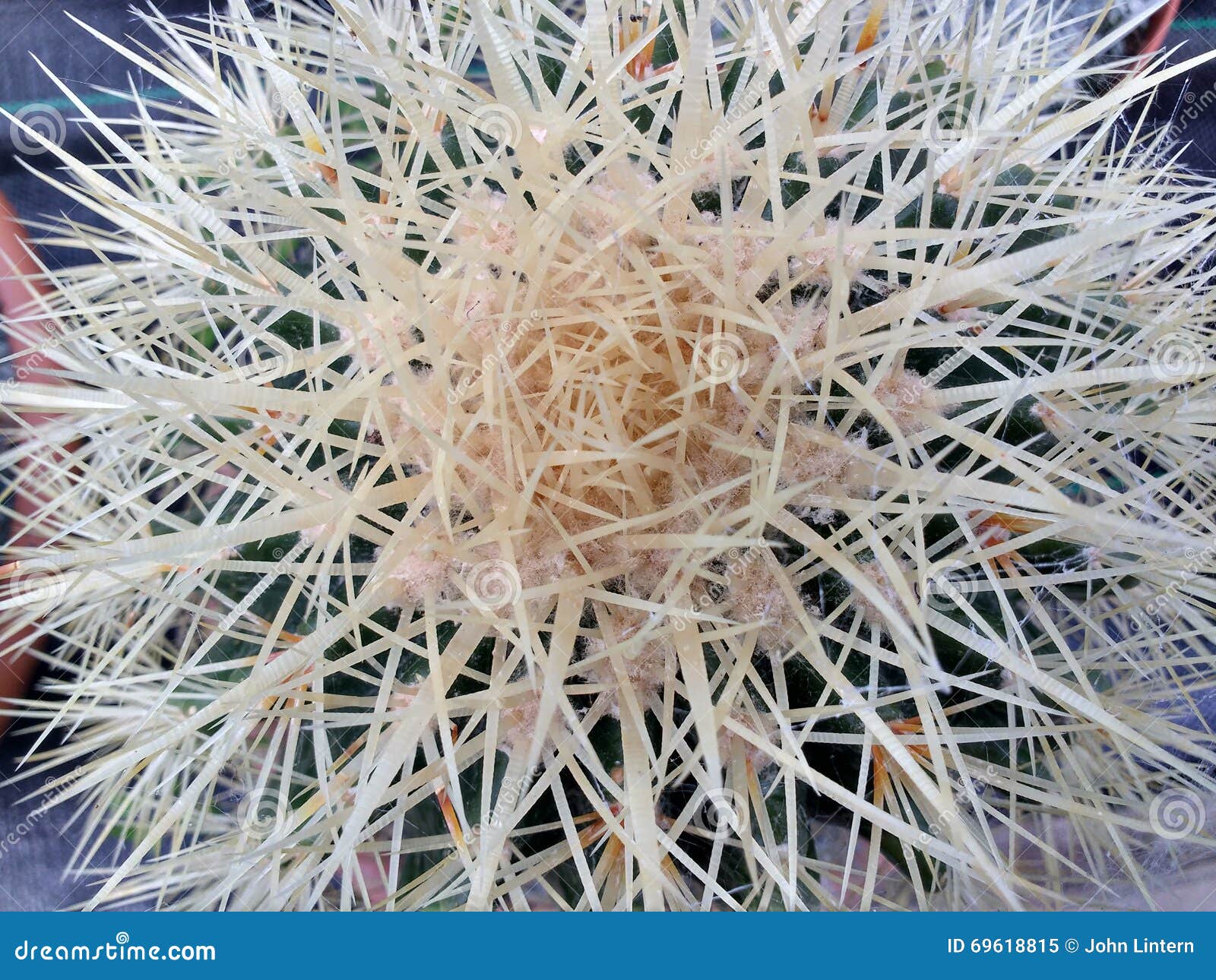 Spikey cactus stock image. Image of spikey, detail, spikes - 69618815